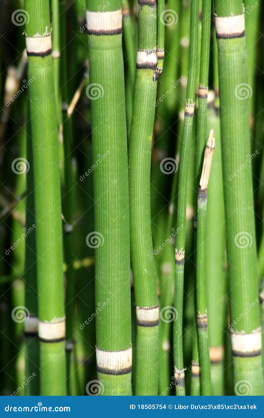 Japanese bamboo stock photo. Image of cultivated, culture - 18505754