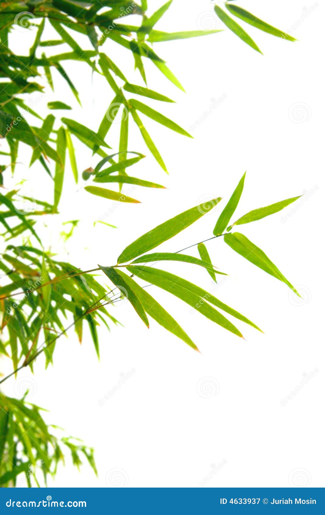 Japanese Bamboo Leaves on Thin Twigs Stock Image - Image of beautiful ...