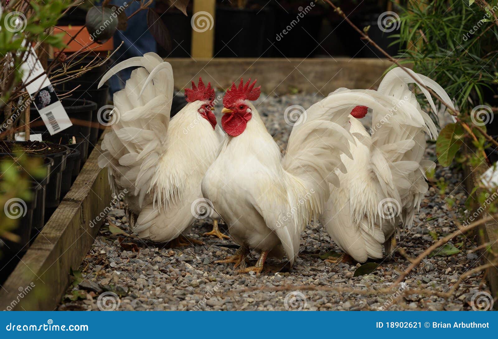 Japanese bantam cockerels. stock image. Image of rare - 18902621