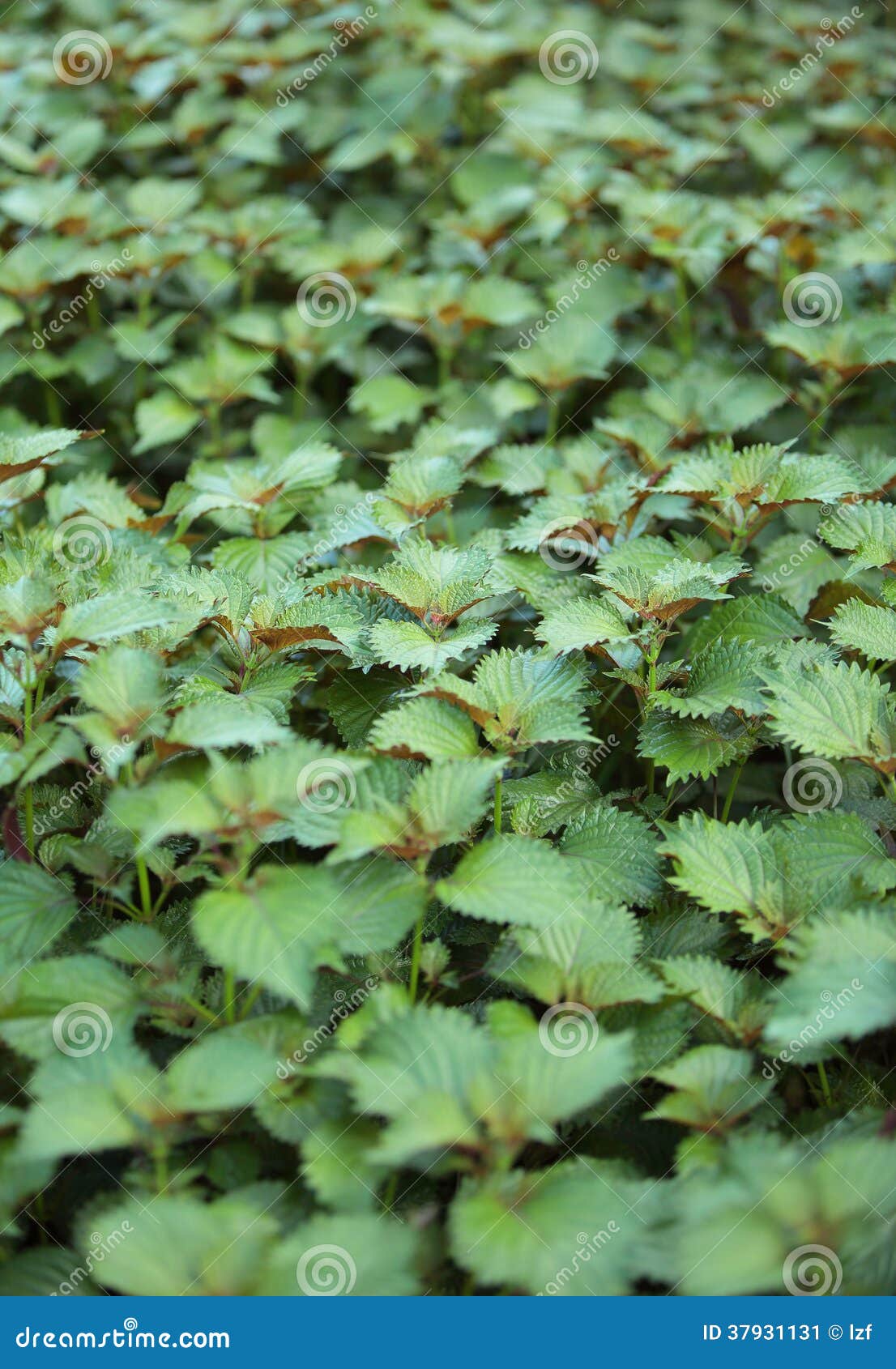 Japanese basil stock image. Image of coleus, basil, botanic - 37931131