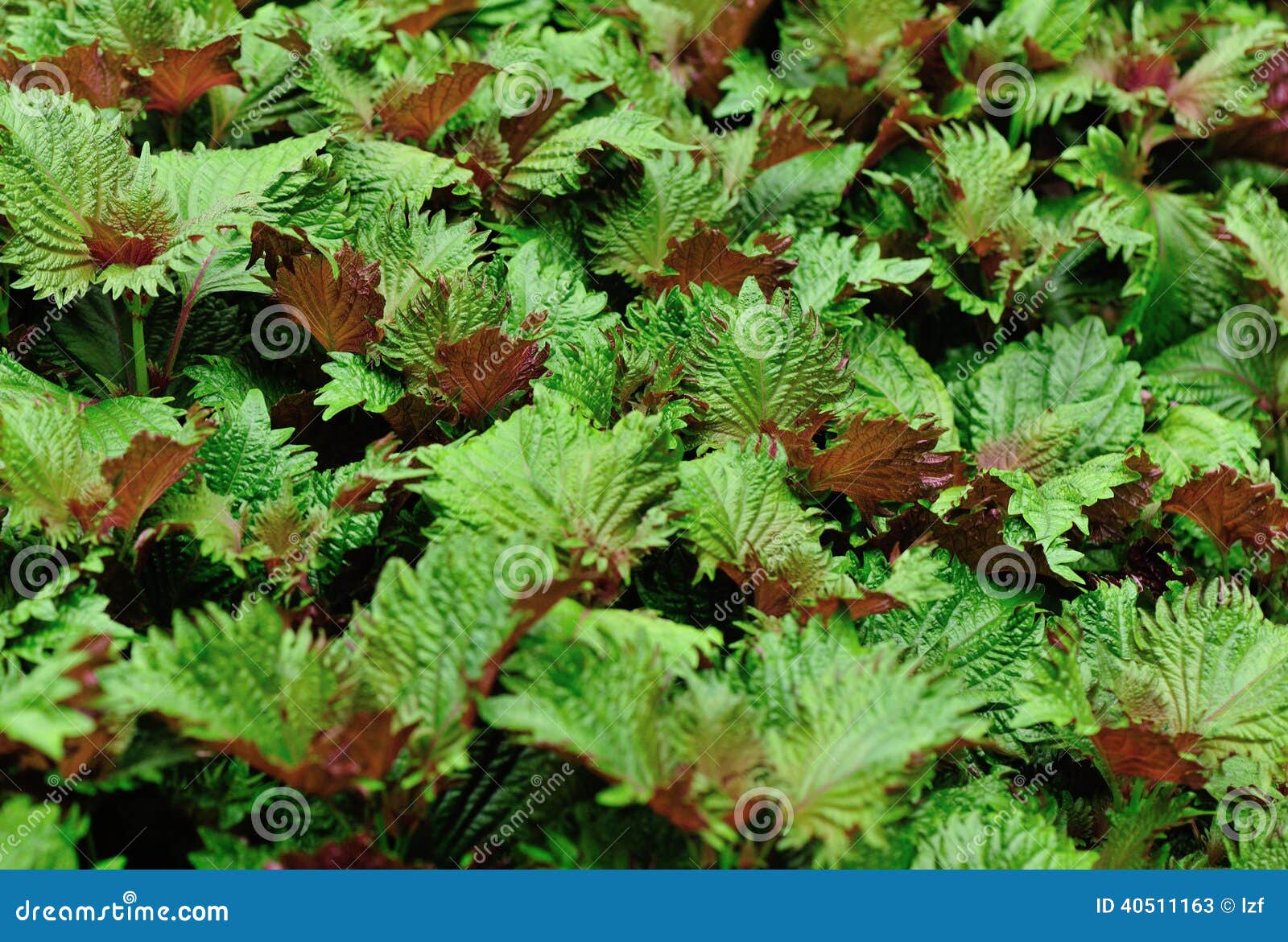 Japanese basil stock image. Image of herbs, crop, branches - 40511163