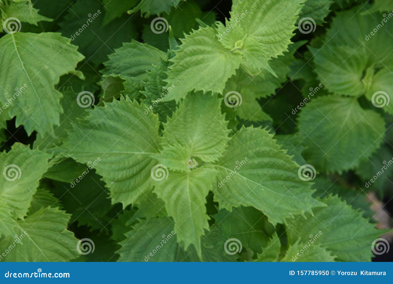 Japanese basil cultivation stock photo. Image of agriculture - 157785950