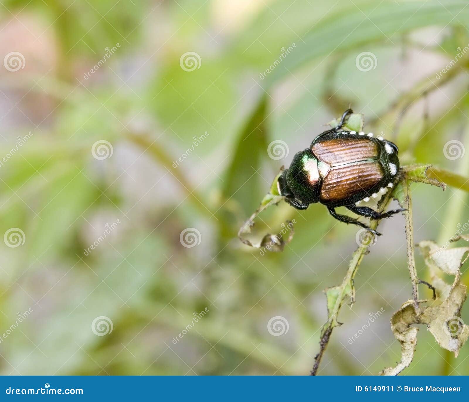 Japanese Beetle stock image. Image of outdoors, pest, nature - 6149911