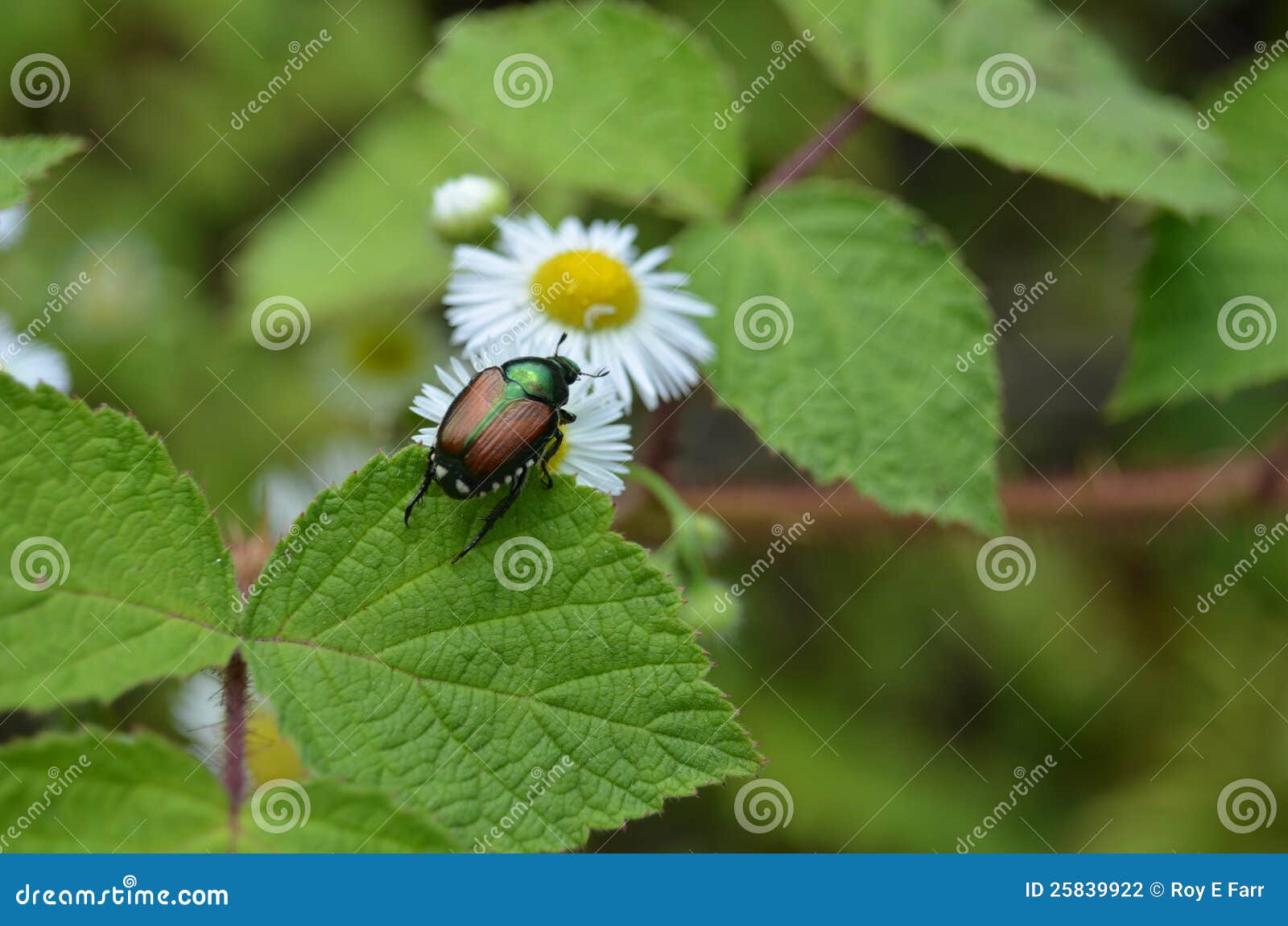 Japanese Beetle and Daisy stock photo. Image of yellow - 25839922