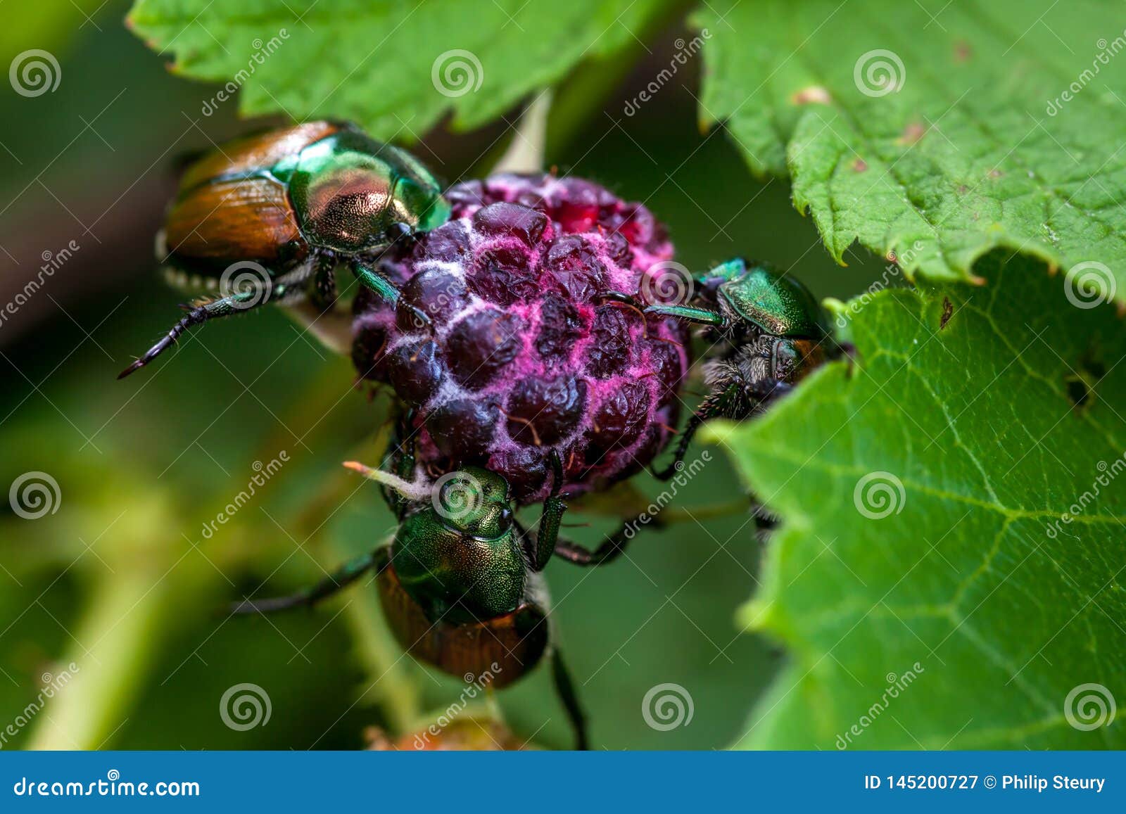 Pesky Japanese Beetle stock image. Image of beetle, colorful - 145200727
