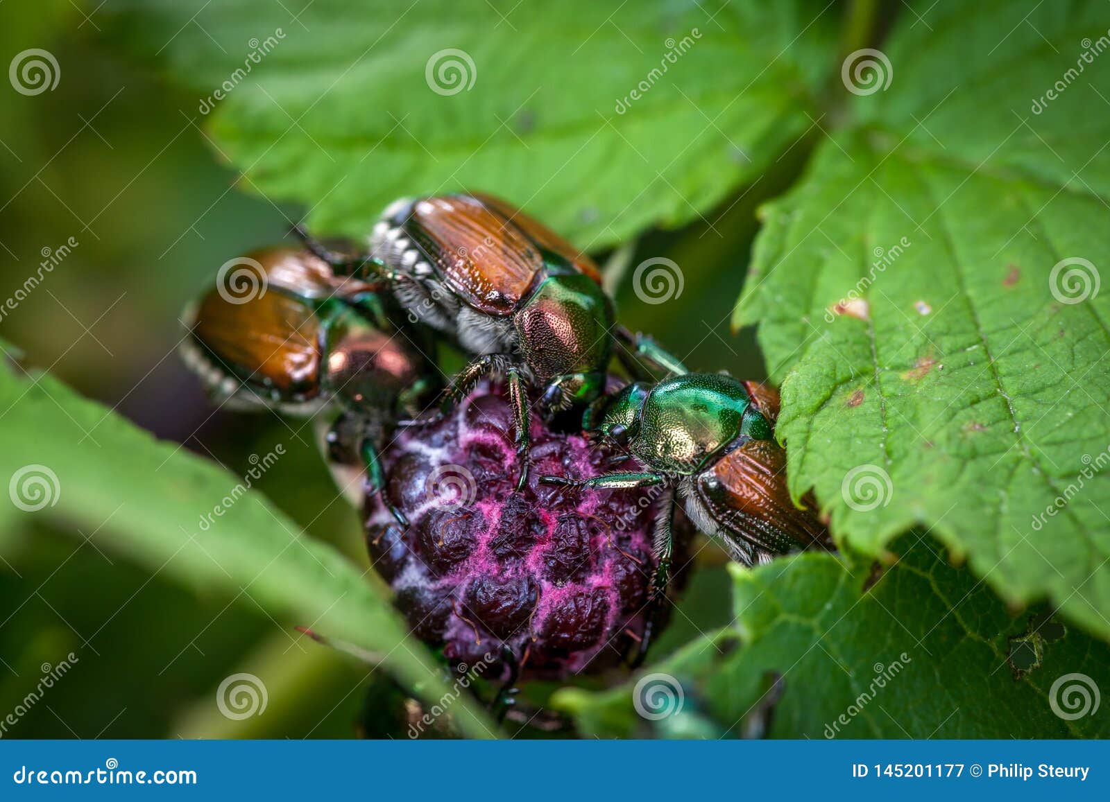 Pesky Japanese Beetle stock image. Image of leaf, outside - 145201177