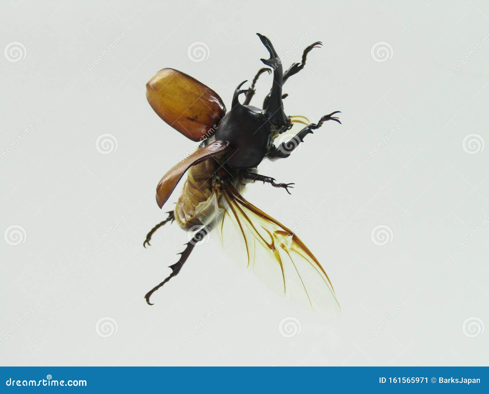Japanese Beetle flying stock image. Image of japan, longhorn - 161565971