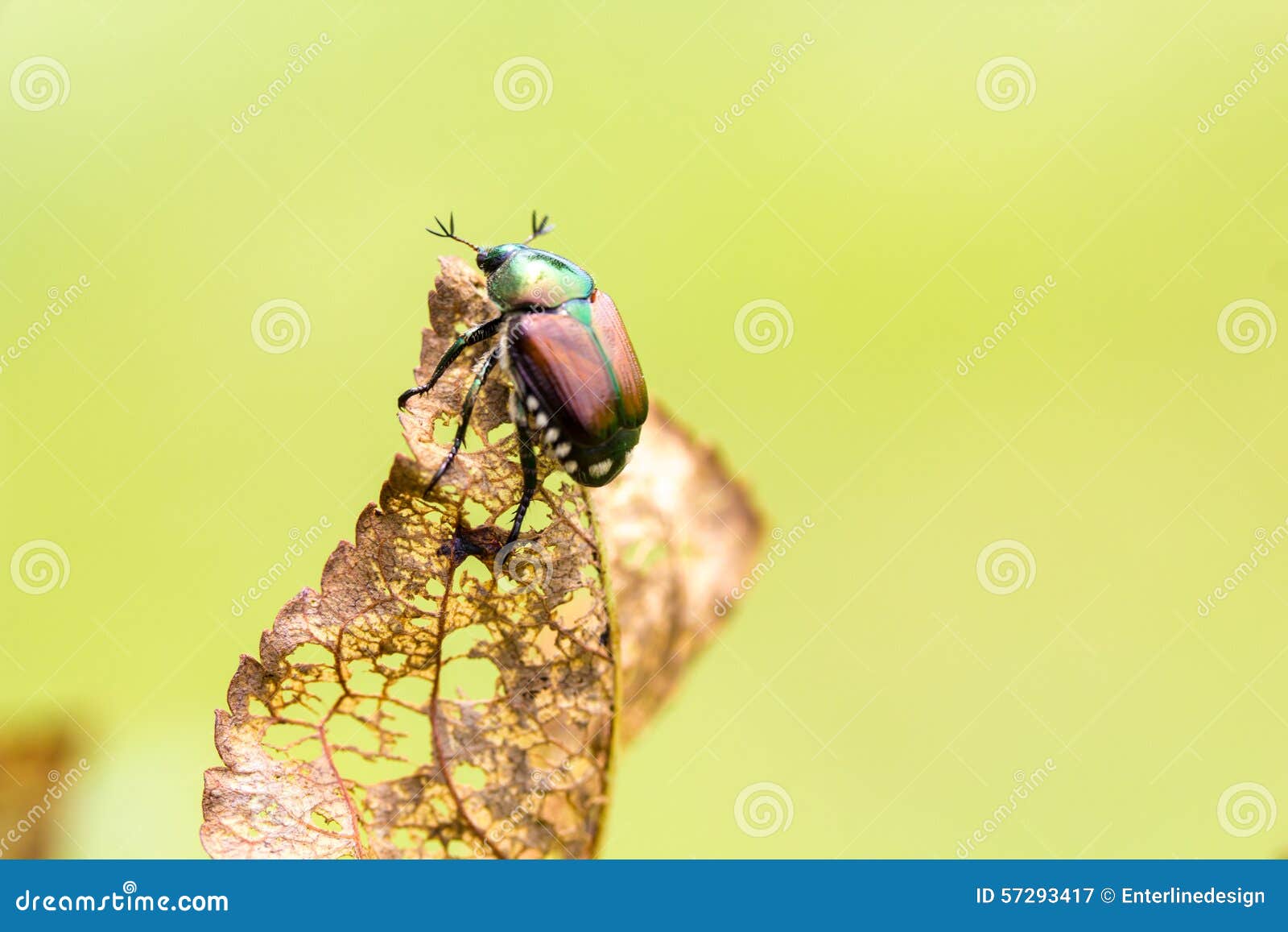 Japanese Beetle Popillia Japonica on Leaf Stock Image - Image of fruit ...