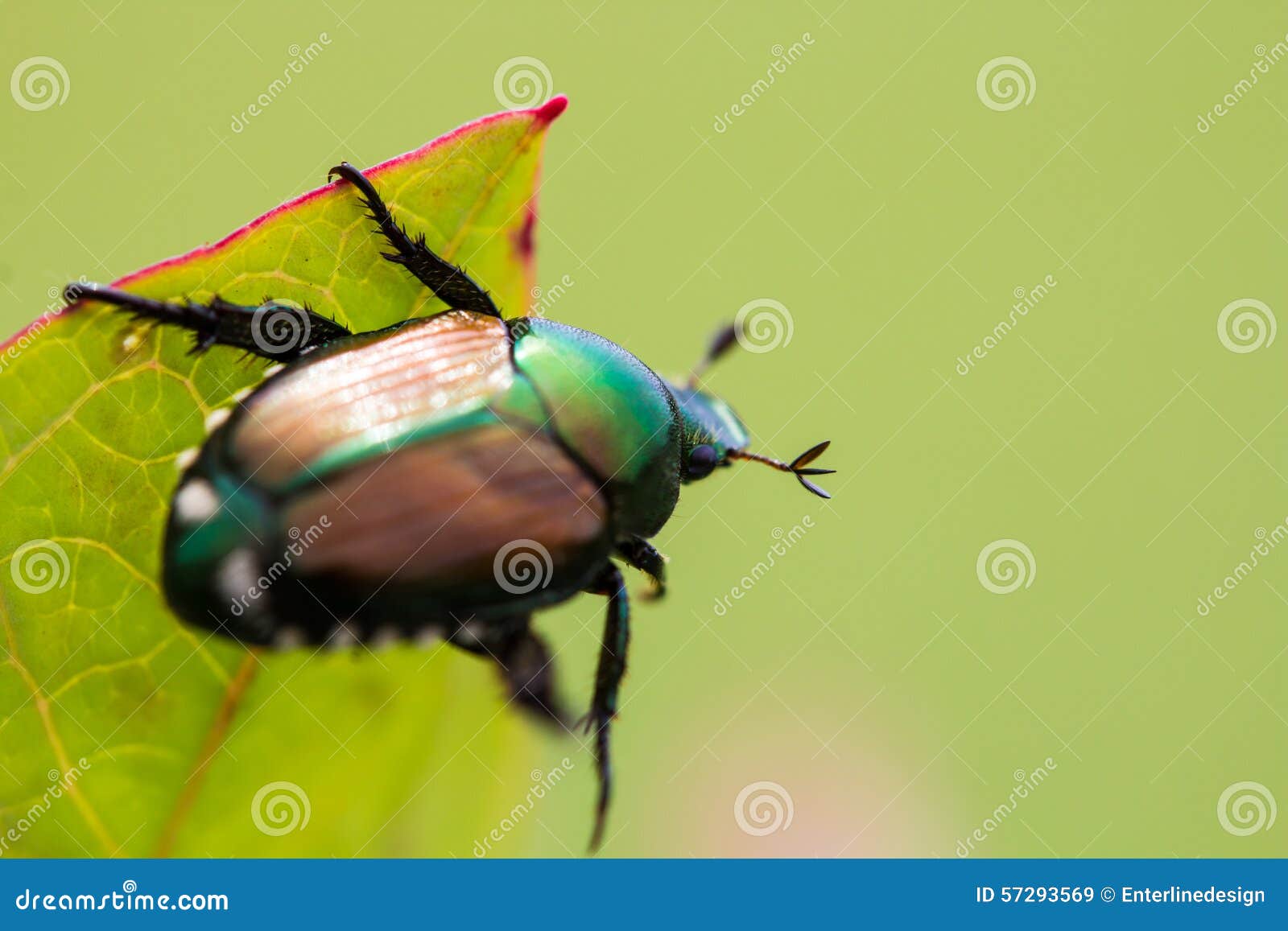 Japanese Beetle Popillia Japonica on Leaf Stock Image - Image of tree ...