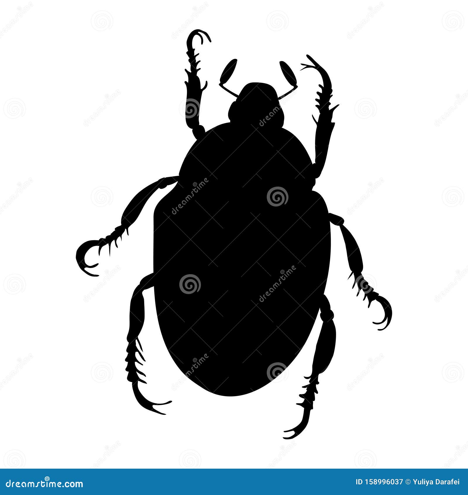 Japanese Beetle, Adult And Larva. Pencil Drawing Isolated Image ...