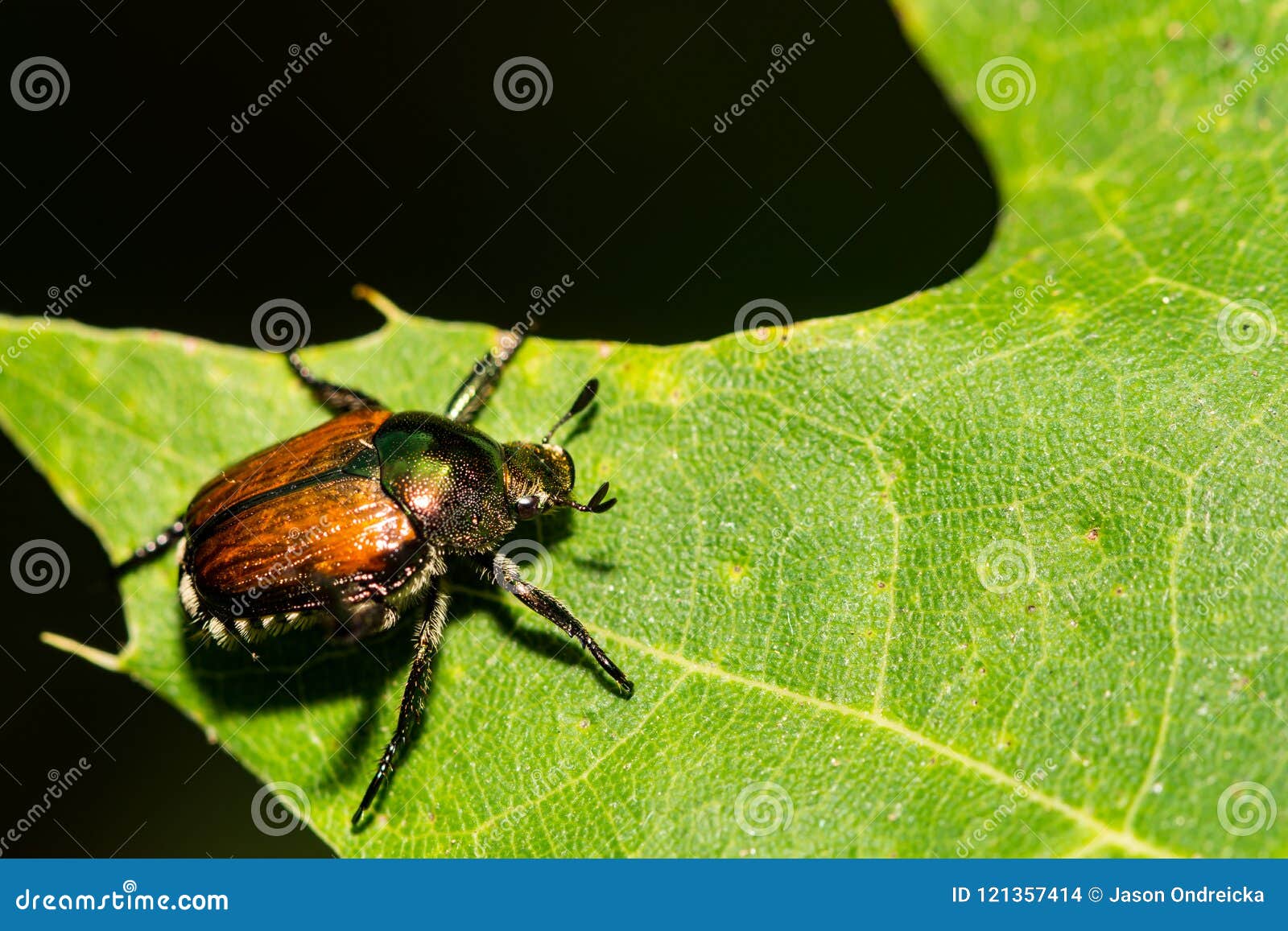 Japanese Beetle Skeletonizing a Leaf in the Garden. Stock Photo - Image ...