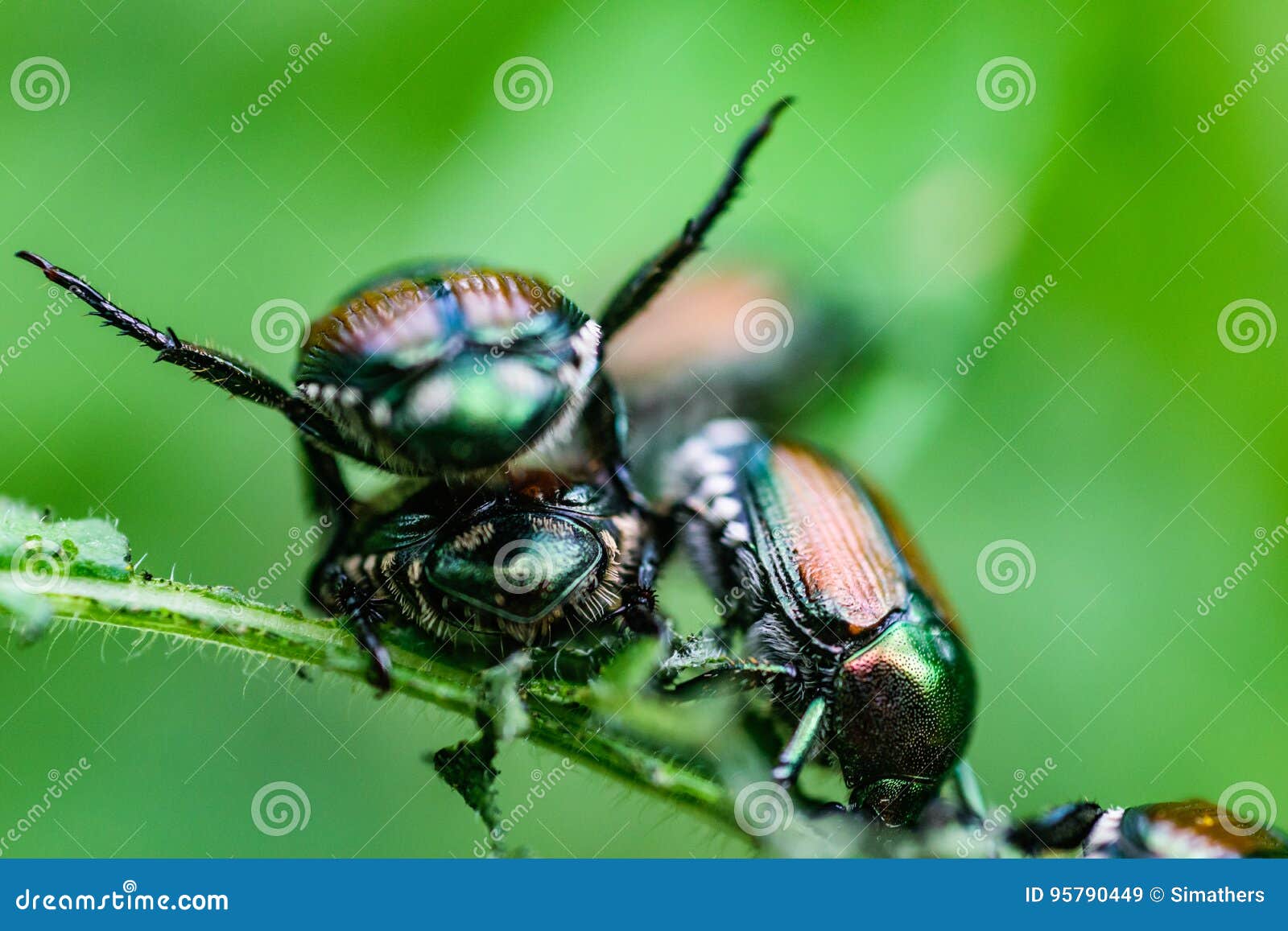 Japanese Beetles stock image. Image of flowers, insects - 95790449