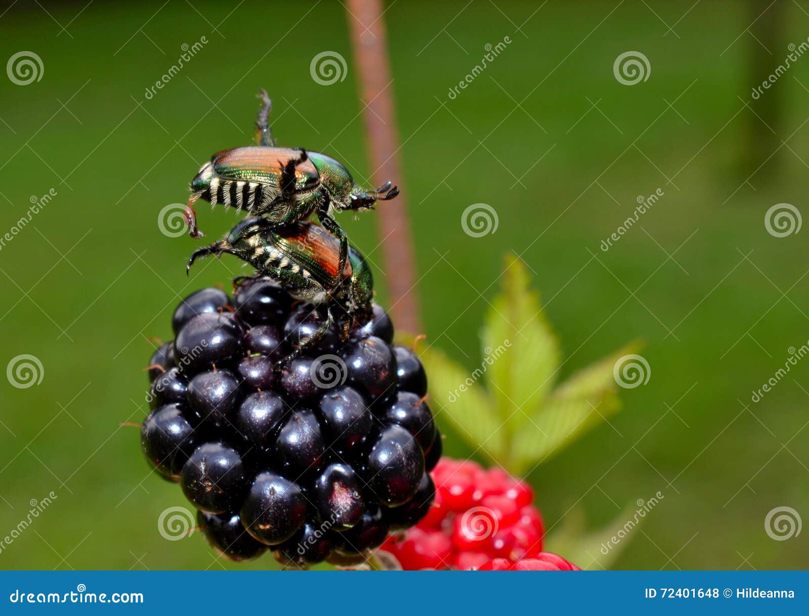 Mating Japanese Macaques. Scientific Name: Macaca Fuscata, Also Royalty ...