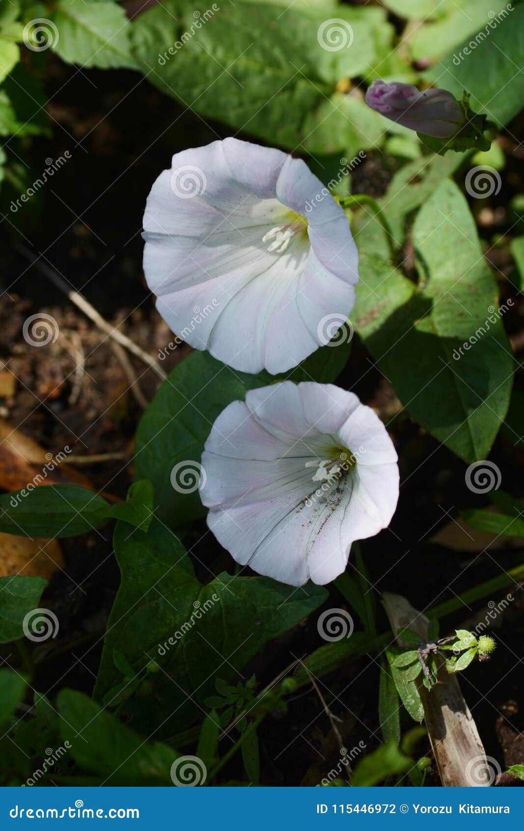 Japanese bindweed stock photo. Image of garden, petal - 115446972
