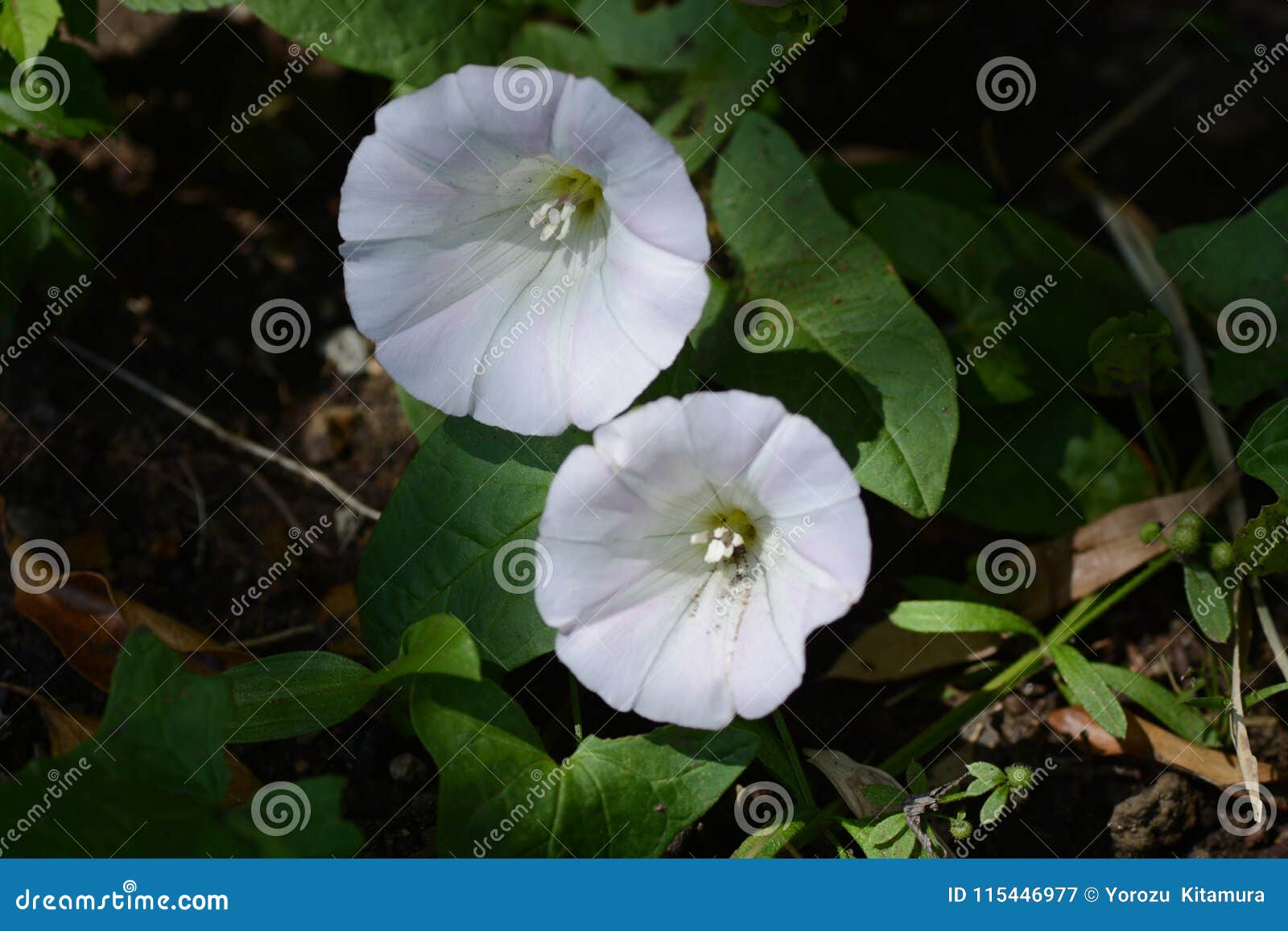 Japanese bindweed stock image. Image of days, grass - 115446977