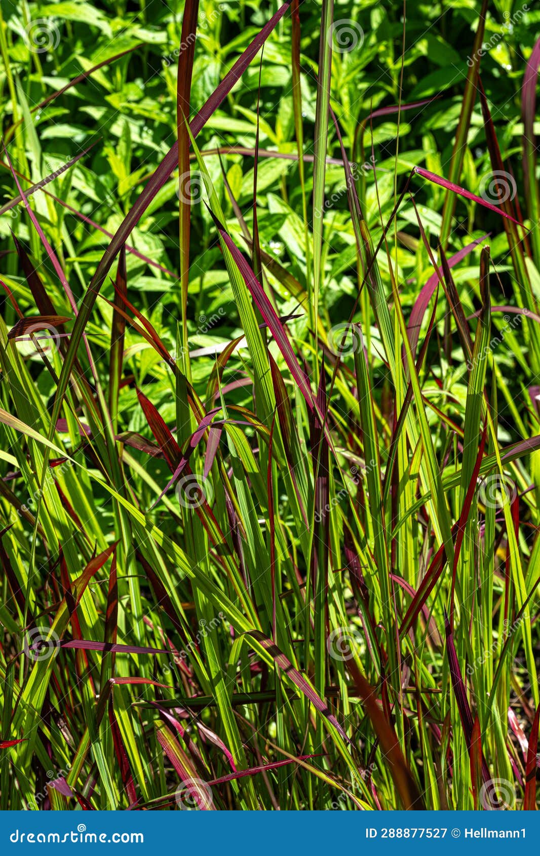 A Japanese Blood Grass Cultivar, Imperata Cylindrica `Red Baron`, Grown ...