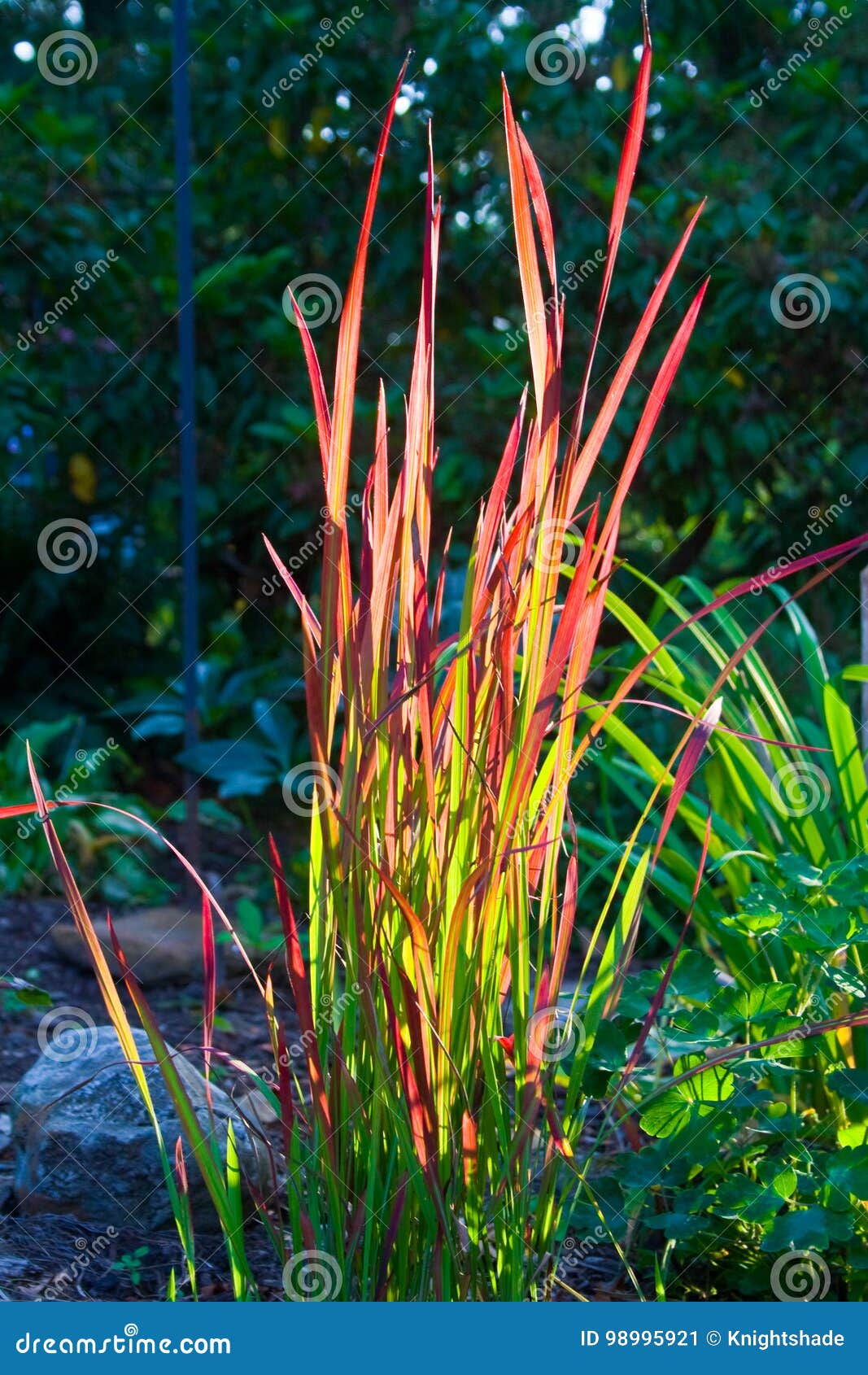 A Japanese Blood Grass Cultivar, Imperata Cylindrica `Red Baron`, Grown ...