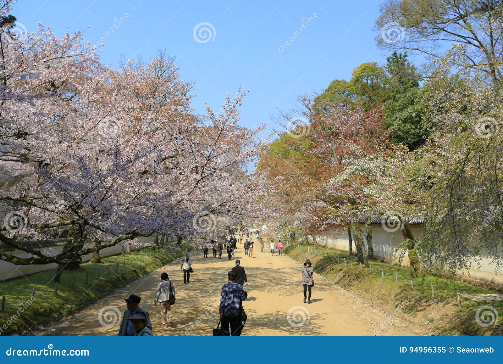 Japanese Blooming Cherry - Sakura in the Sunshine Morning Editorial ...