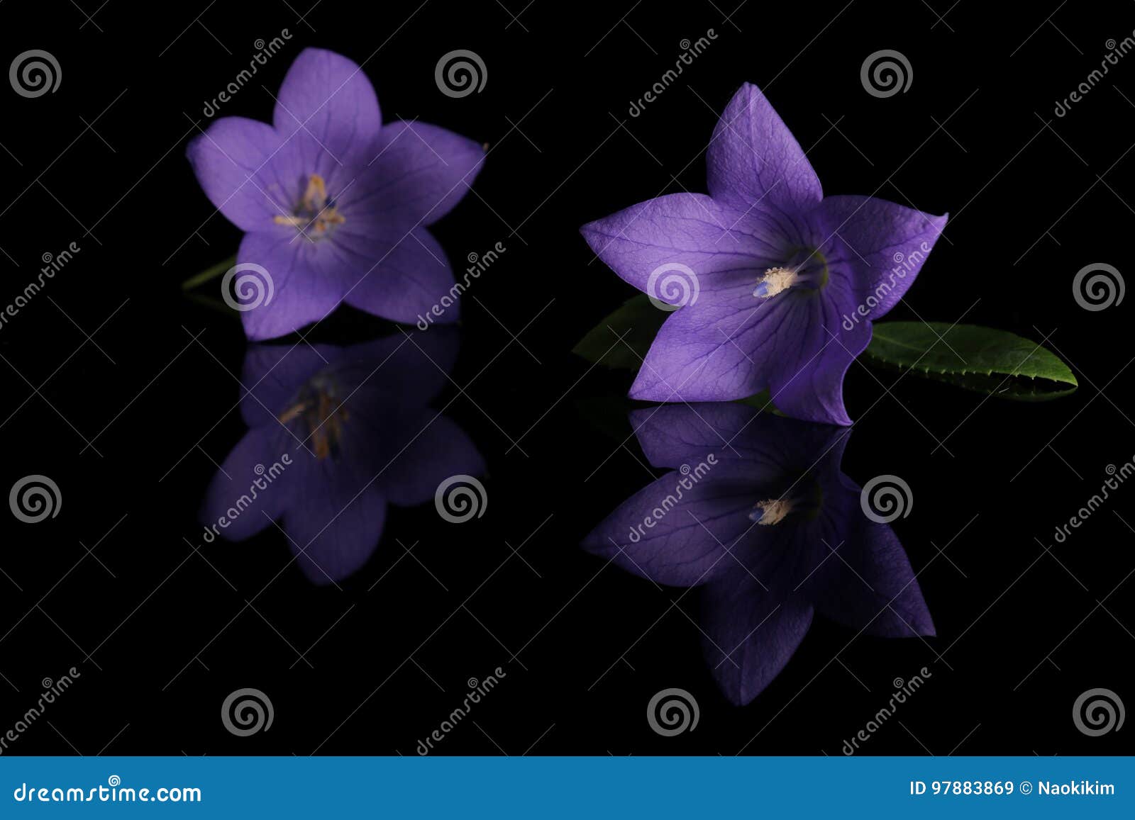 Japanese Blue Bell Flower on Black Stock Image - Image of garden ...
