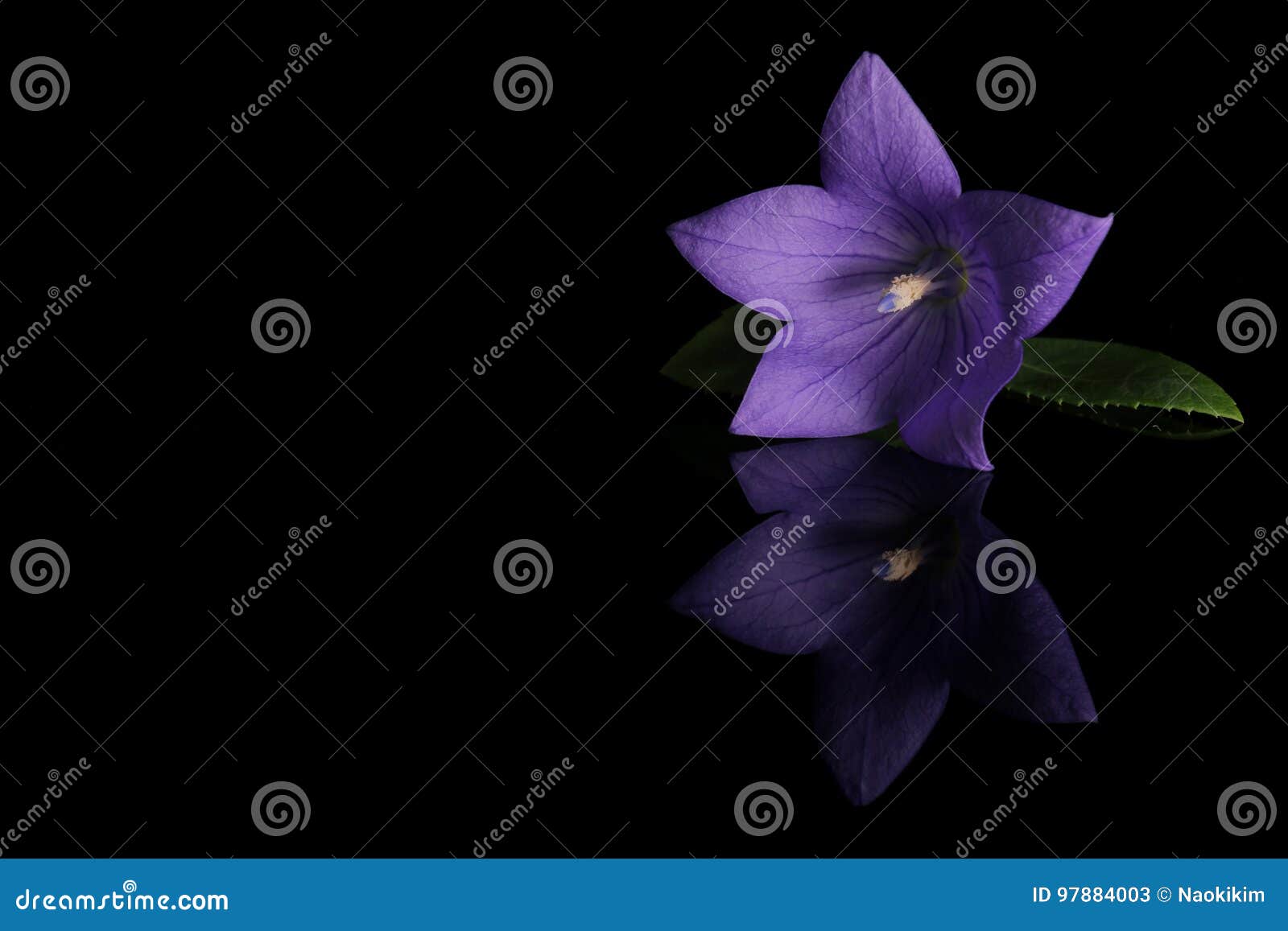 Japanese Blue Bell Flower on Black Stock Image - Image of botanical ...