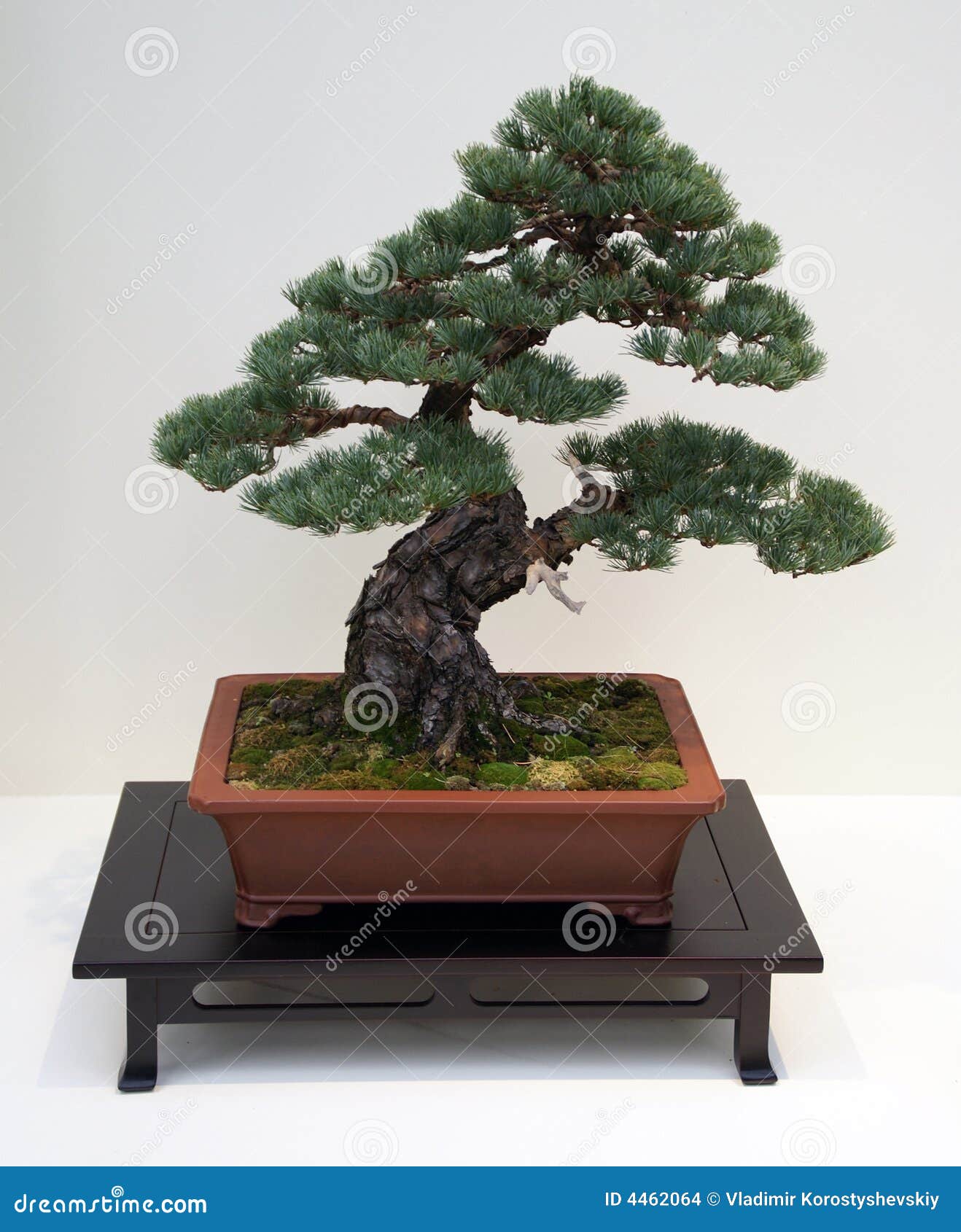 Japanese Bonsai Tree Stock Photography | CartoonDealer.com #120507734