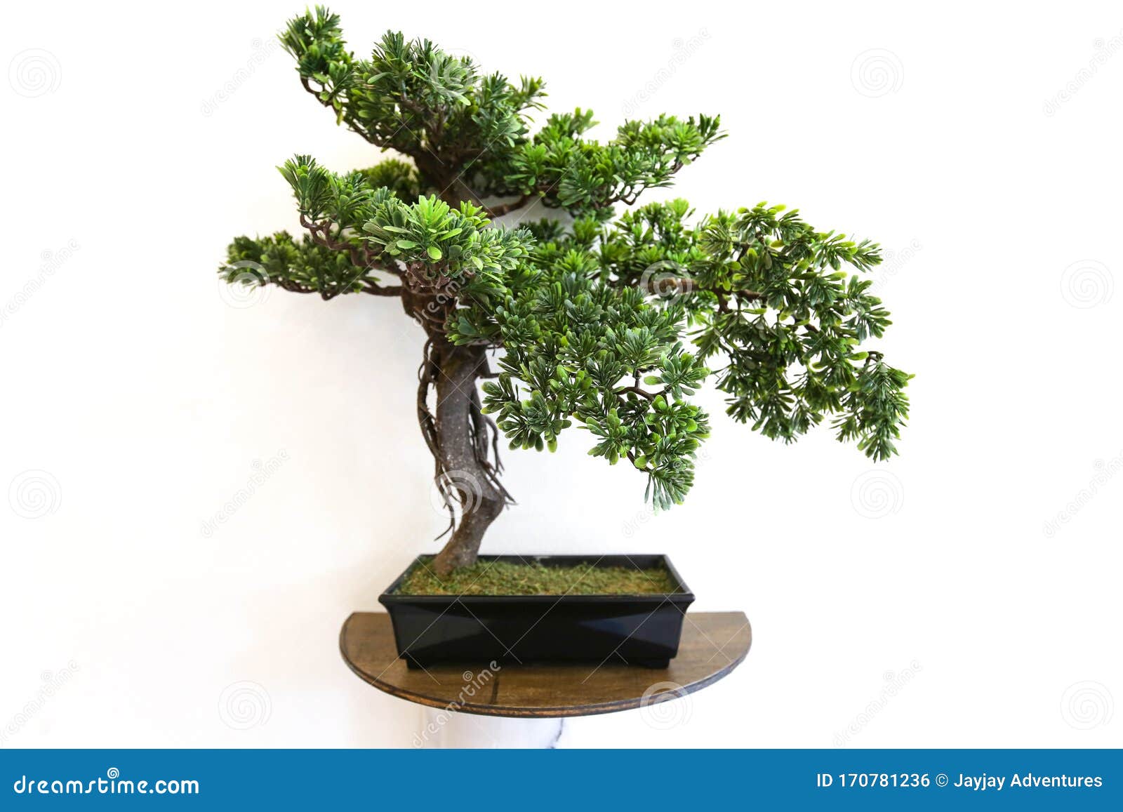 Japanese Bonsai Tree in the Black Pot Stock Photo - Image of style ...