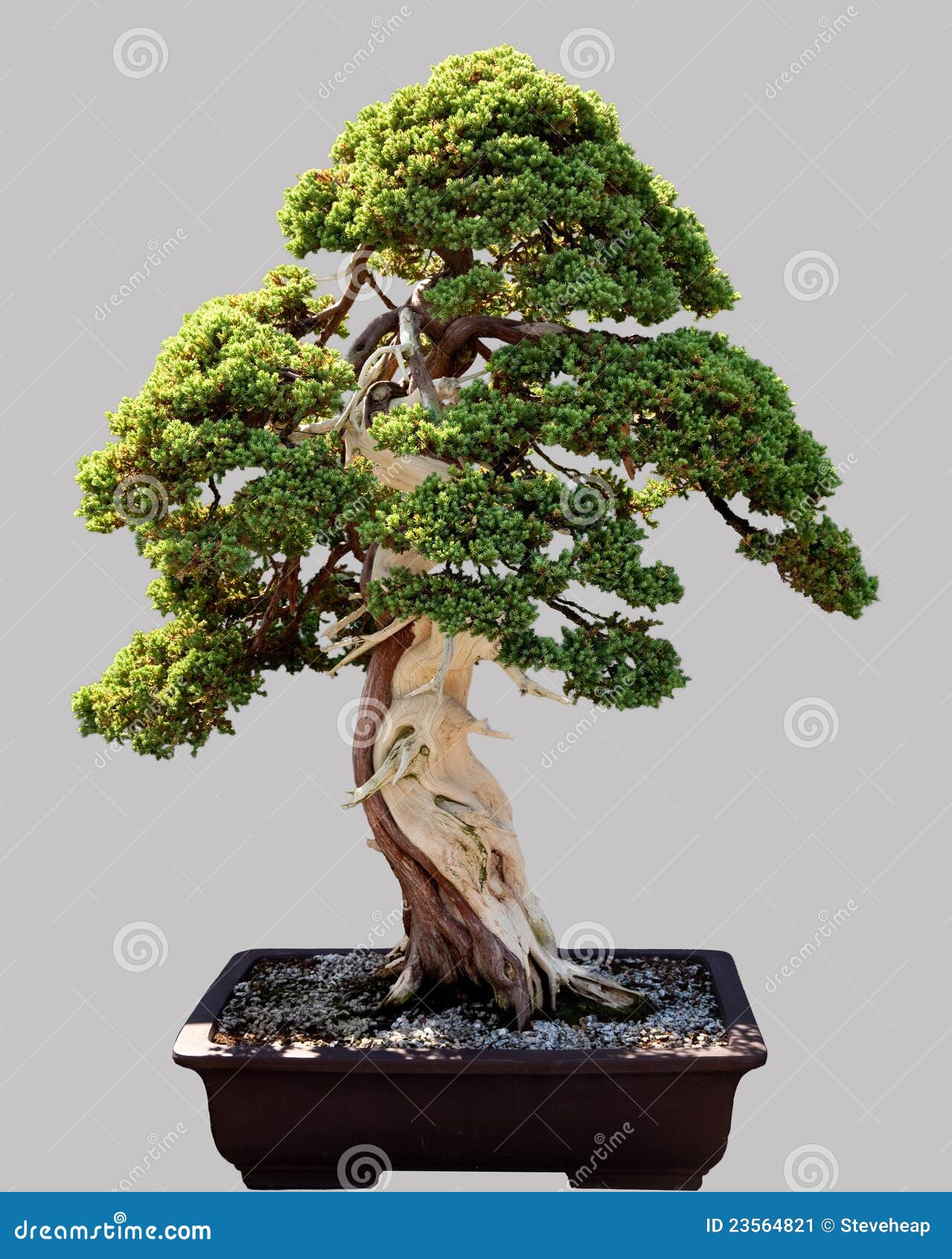 Japanese Bonsai Tree in Pot Isolated Stock Image - Image of bonsai ...