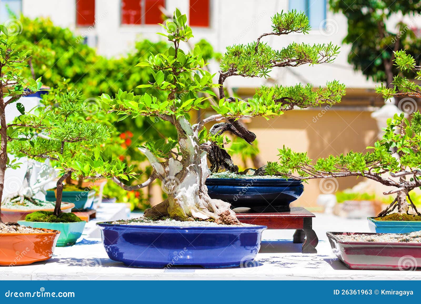 Japanese bonsai trees stock image. Image of fair, craft - 26361963