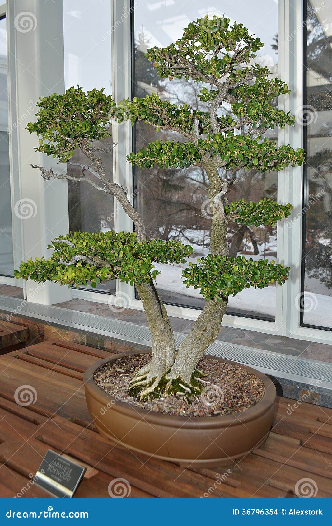 Japanese Boxwood Bonsai Tree Stock Photo - Image of soil, oriental ...