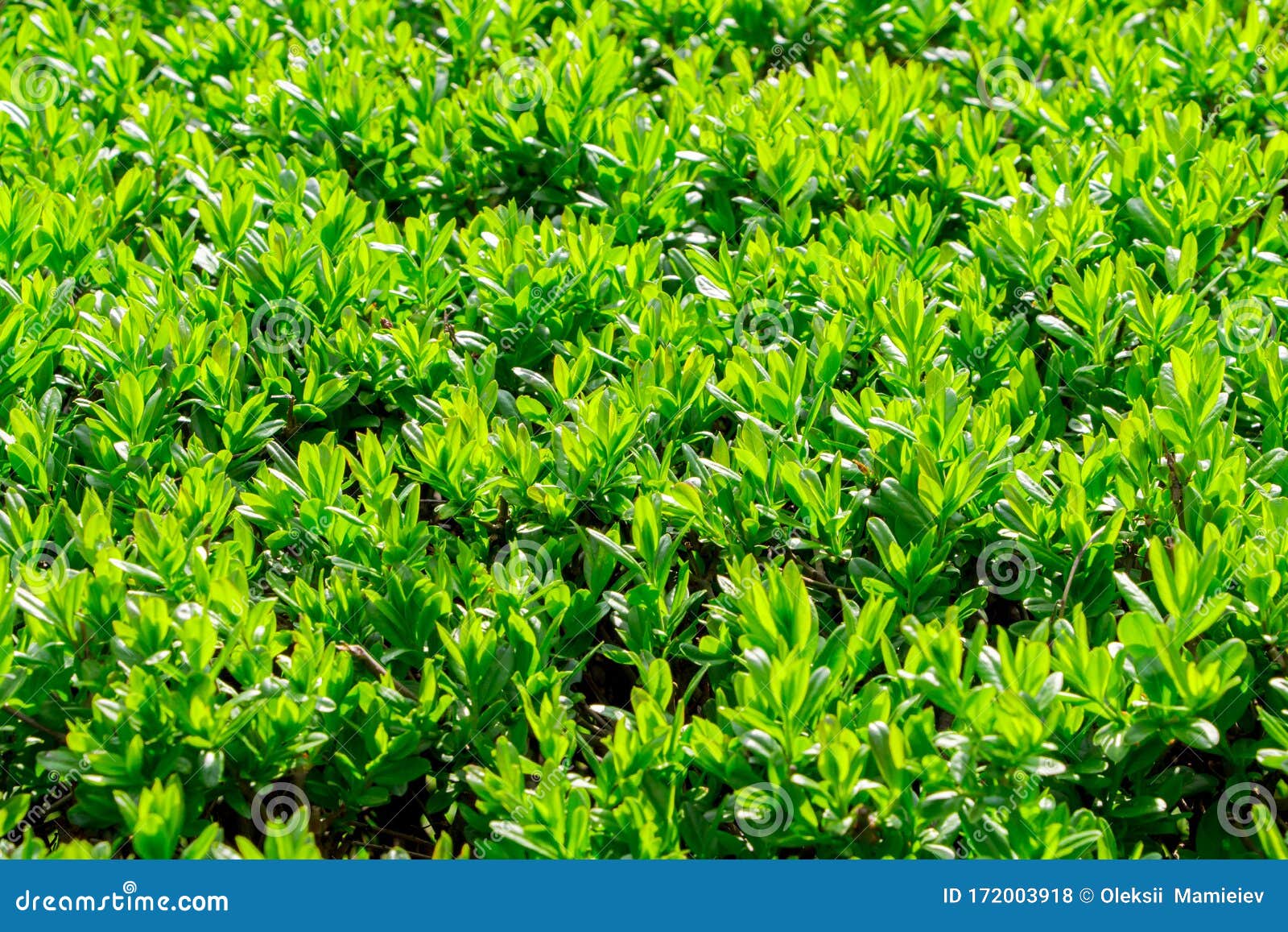 Japanese Boxwood Bush Buxus Microphylla Stock Photo - Image of hedge ...