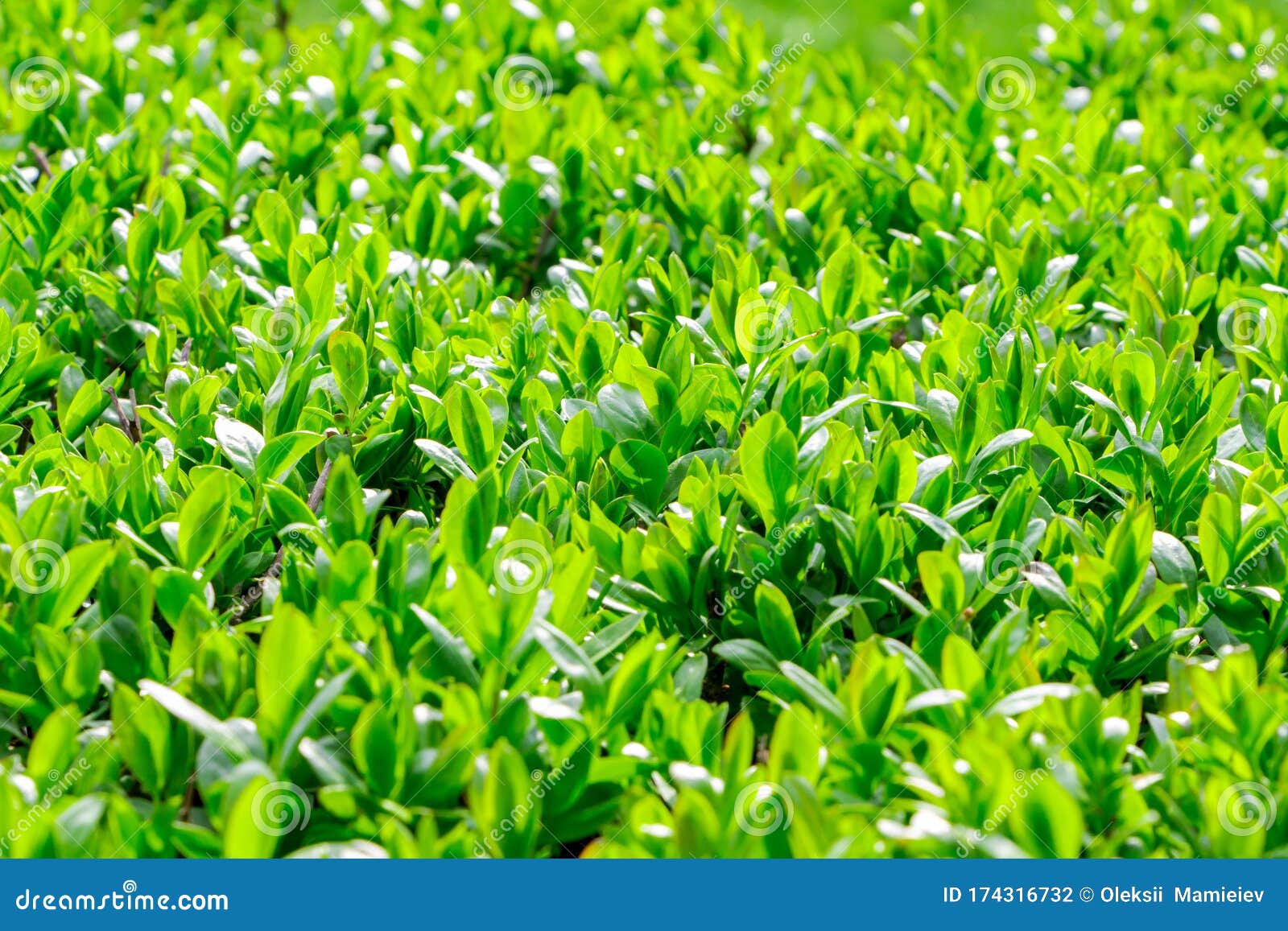 Japanese Boxwood Bush - Buxus Microphylla Stock Photo - Image of ...