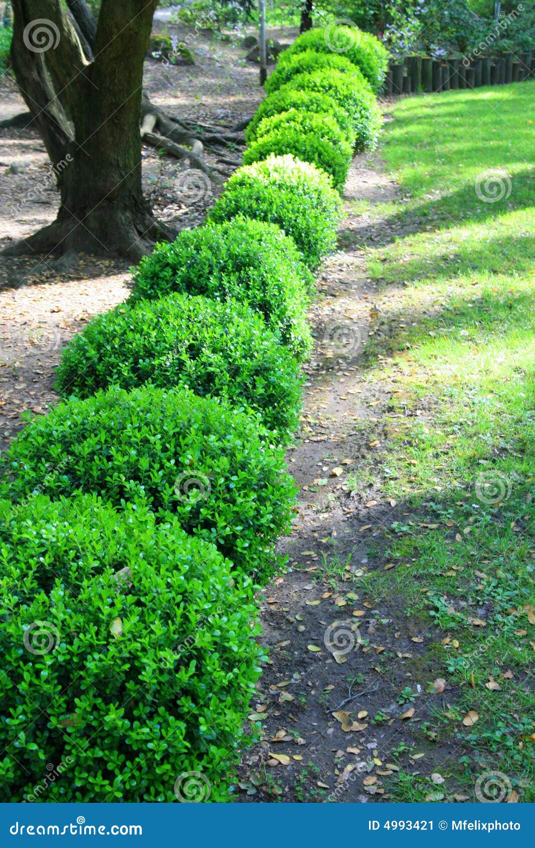 Japanese Boxwood Bush - Buxus Microphylla Royalty-Free Stock Image ...