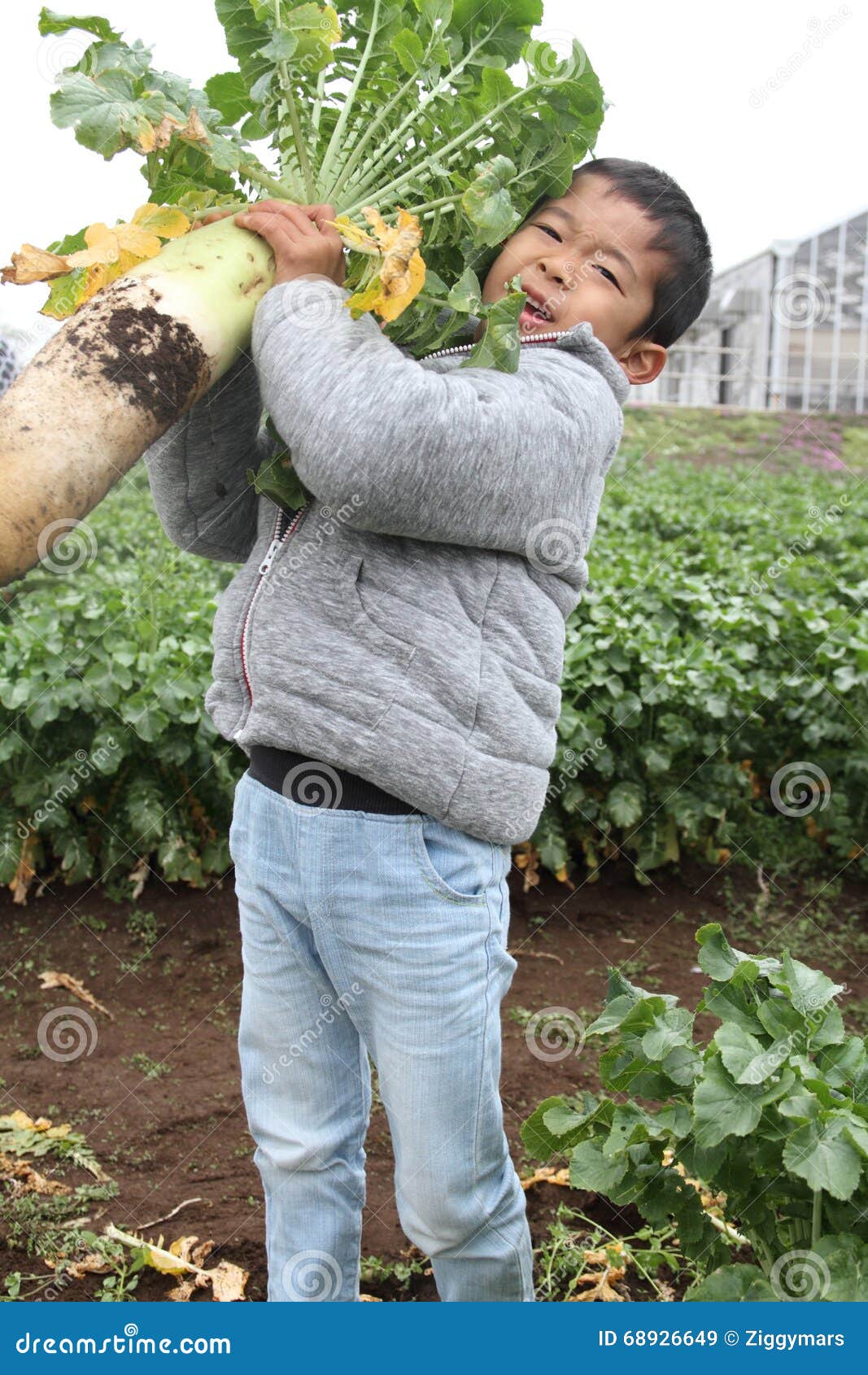 Japanese Boy Digging Japanese Radish Stock Image - Image of child ...