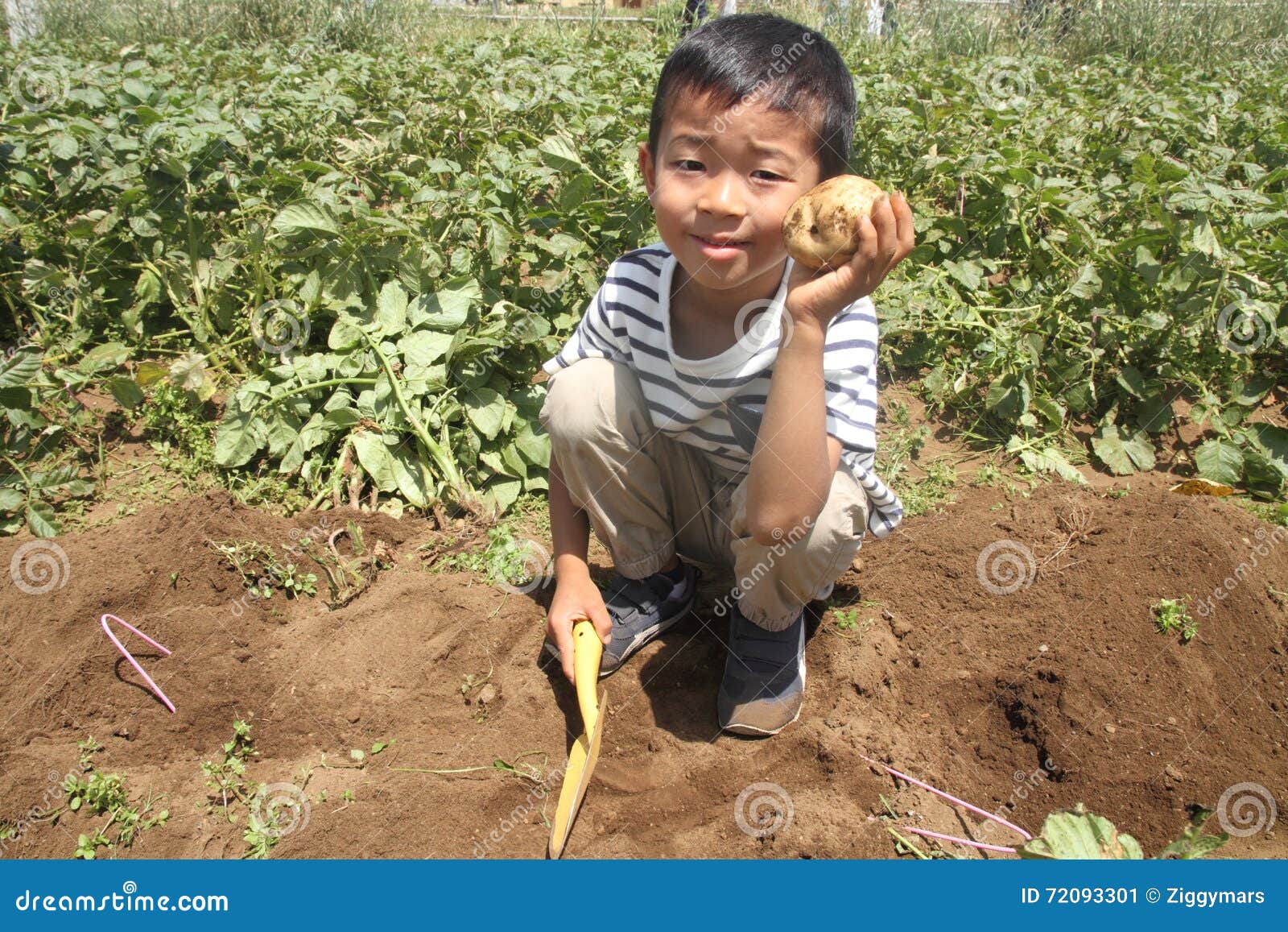 Japanese Boy Digging Potato Stock Image - Image of grader, digging ...