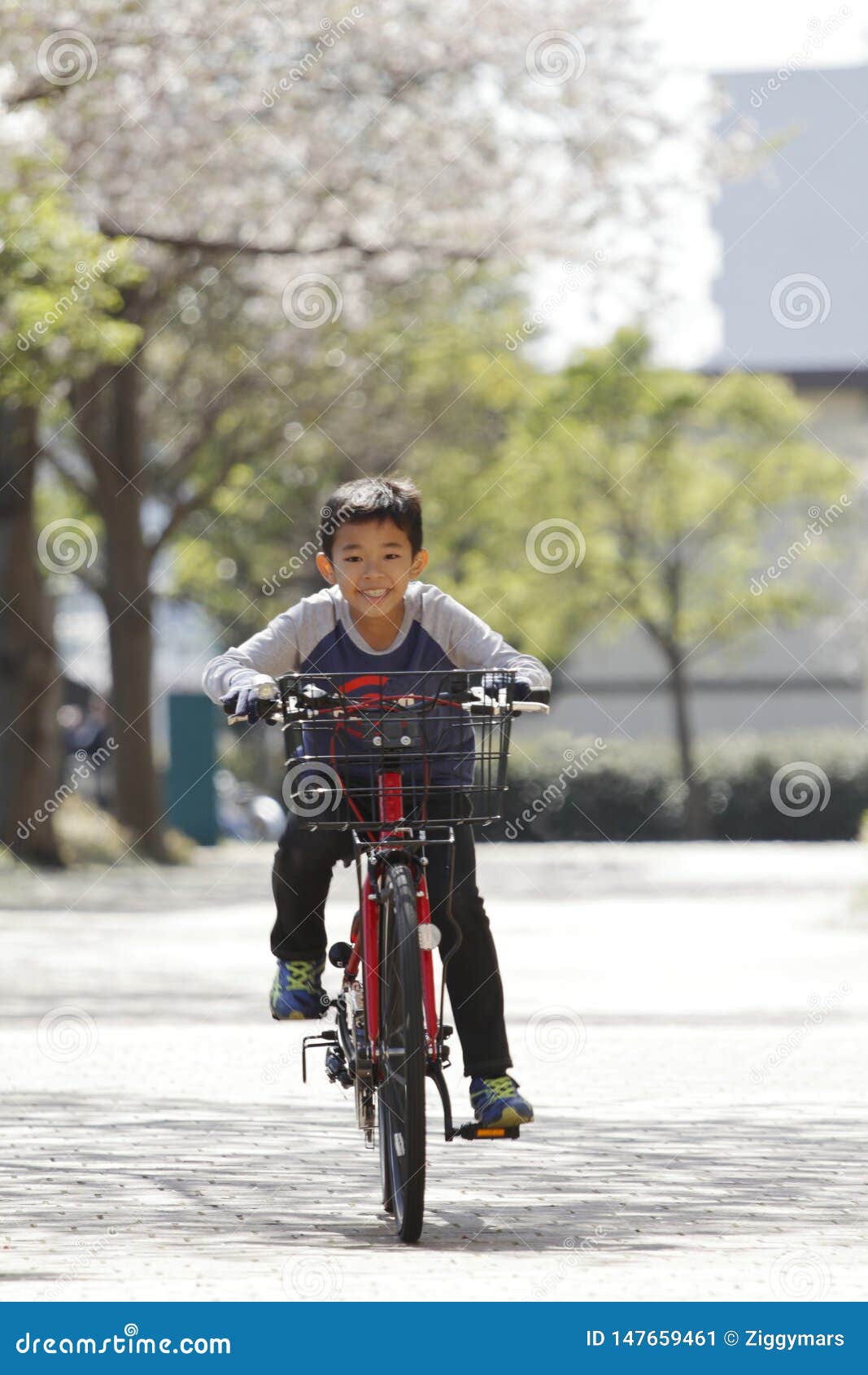 Japanese Boy Riding on the Bicycle Under Cherry Blossoms Stock Image ...
