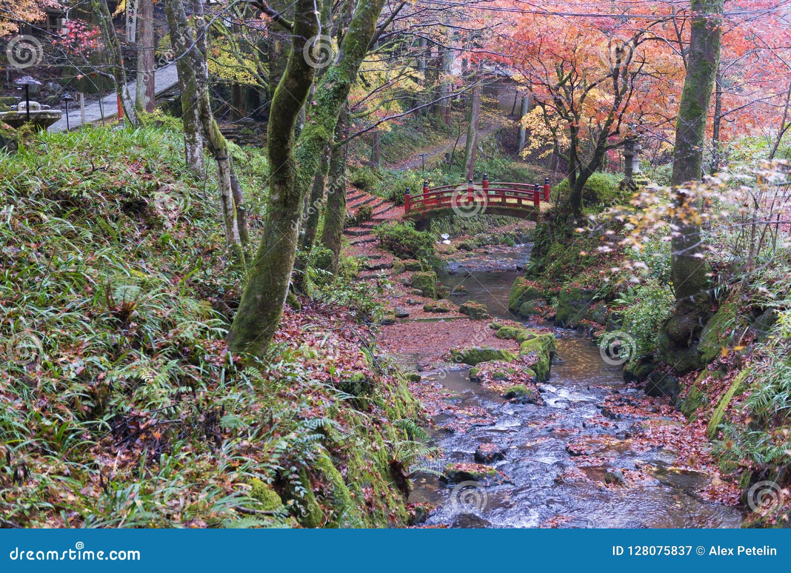 Japanese Bridge in the Autumn Forest Stock Image - Image of foliage ...
