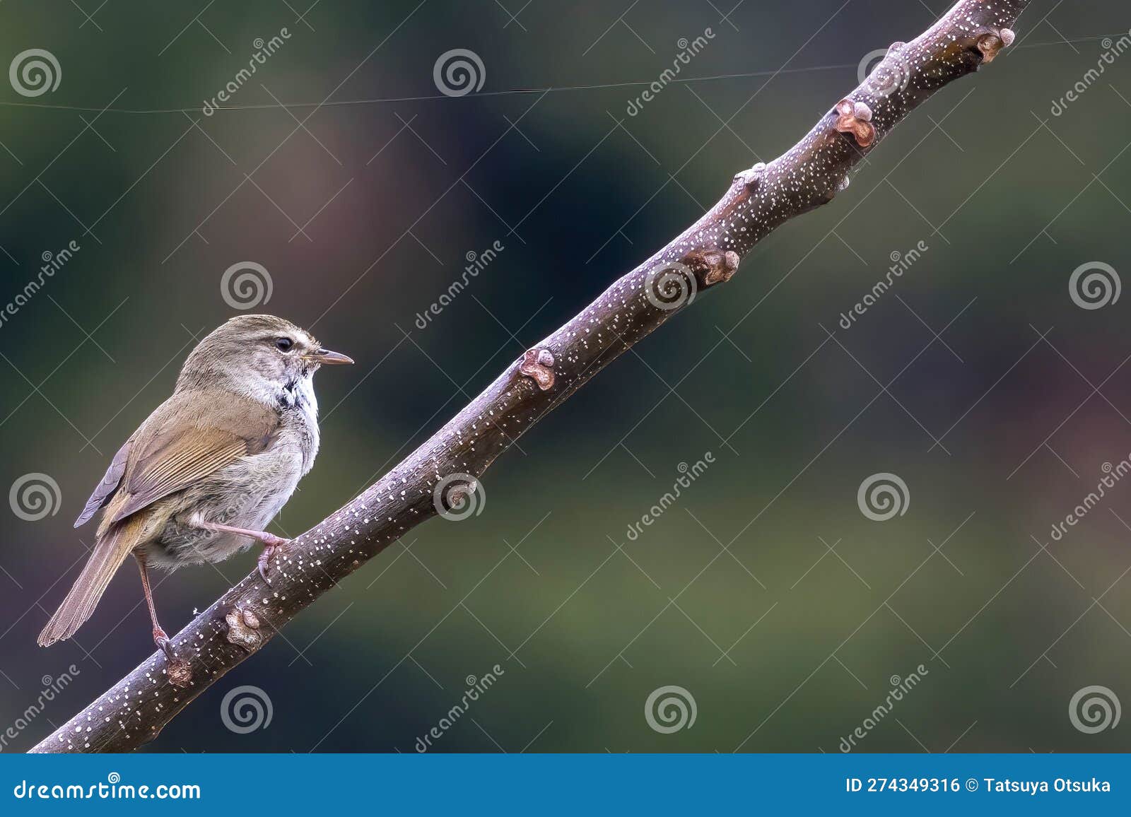 Japanese Bush Warbler Bird on a Branch of Tree Stock Photo - Image of ...