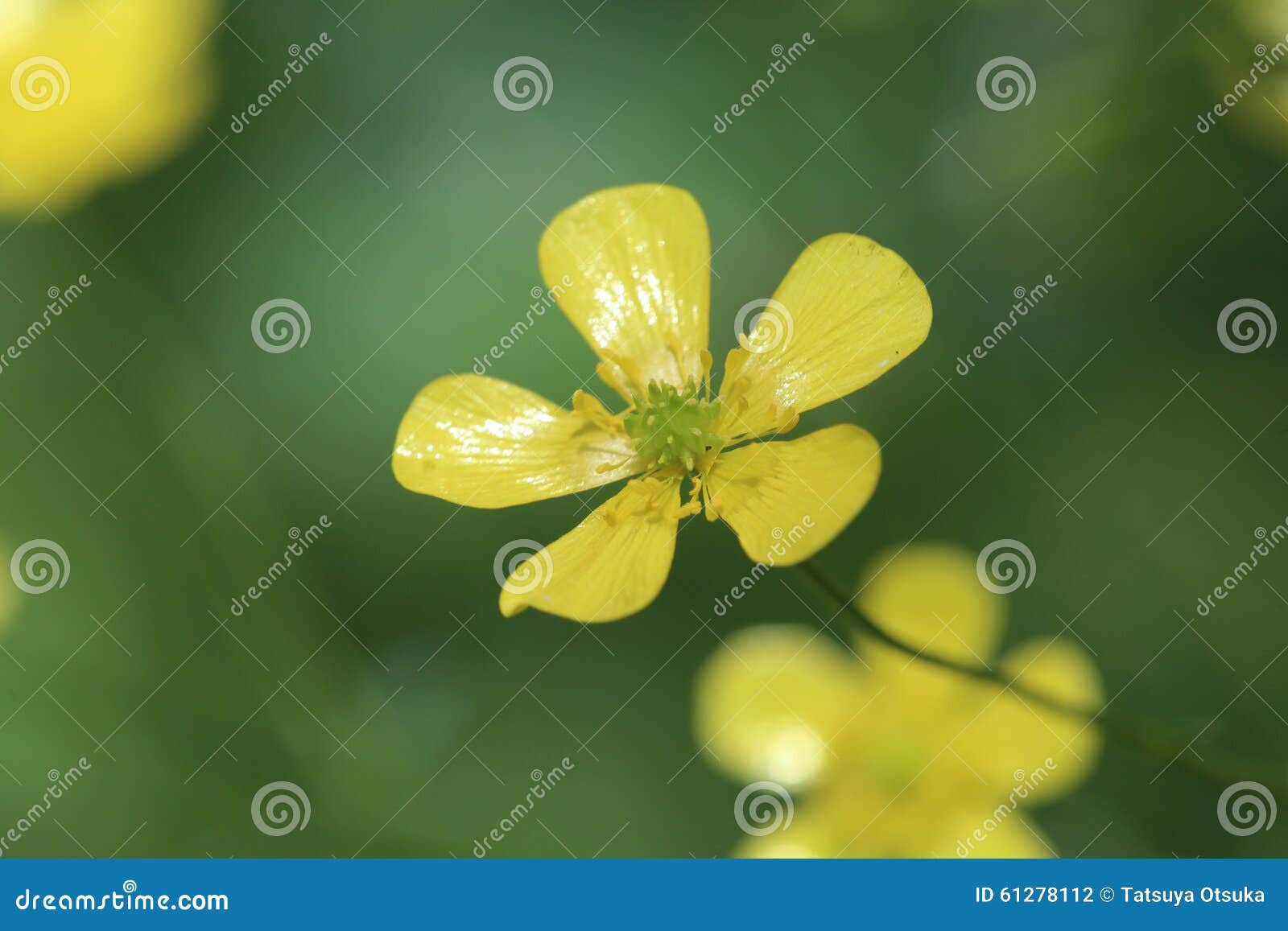 Japanese Buttercup stock photo. Image of nature, green - 61278112