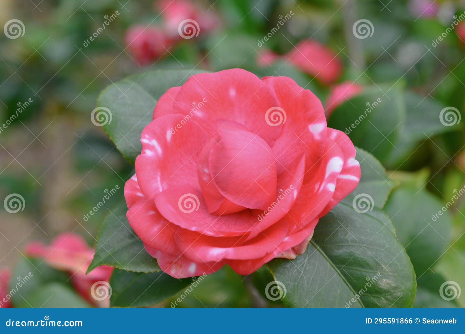 A Japanese Camellia Flower, Red, Pink and White Color Stock Photo ... A Japanese Camellia Flower, Red, Pink and White Color Stock Photo ...