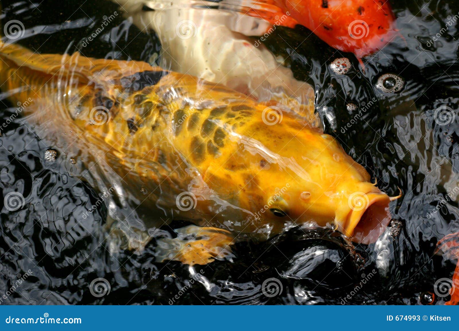 Japanese Carp stock image. Image of gaping, beautiful, feed - 674993