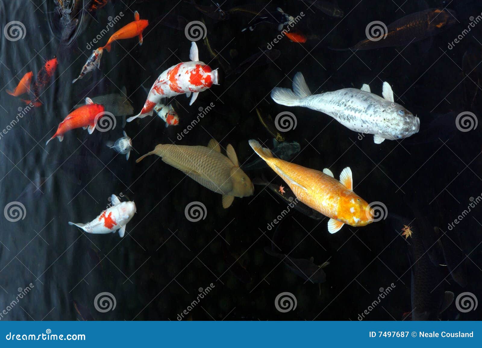 Japanese Carp/Koi In Pond Stock Photo | CartoonDealer.com #14805606