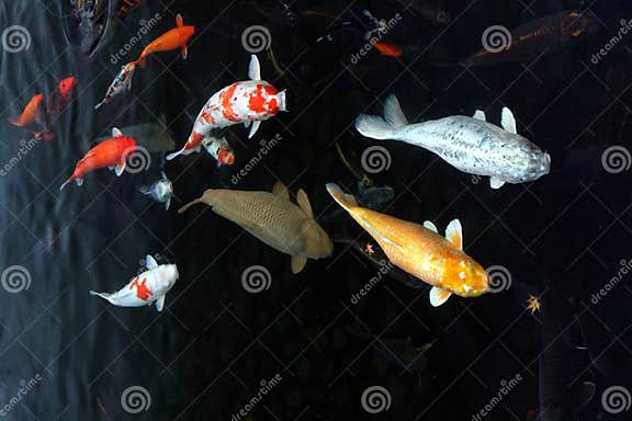 Japanese Carp stock image. Image of ornamental, prosperous - 7497687