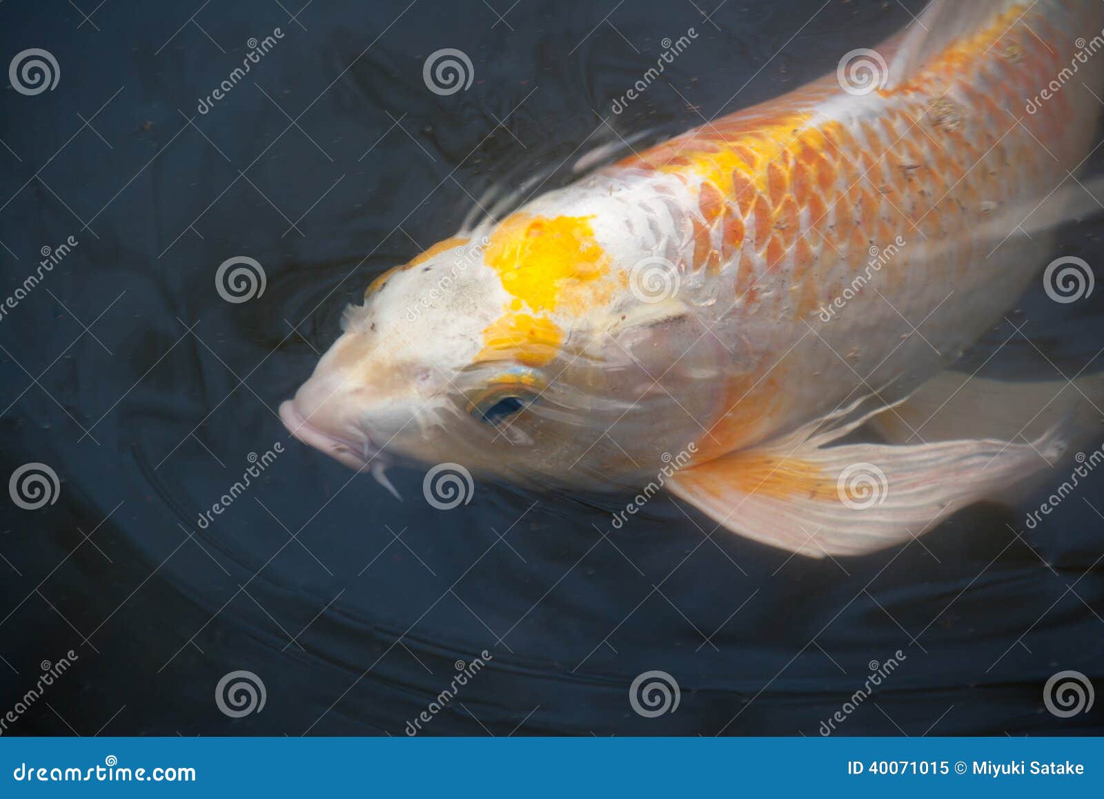 Japanese carp stock image. Image of carp, park, copy - 40071015