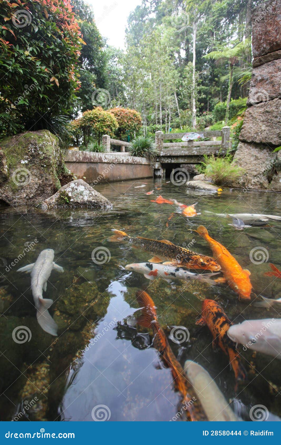 Japanese Koi Carp Fish In A Temple Pond Stock Photo | CartoonDealer.com ...