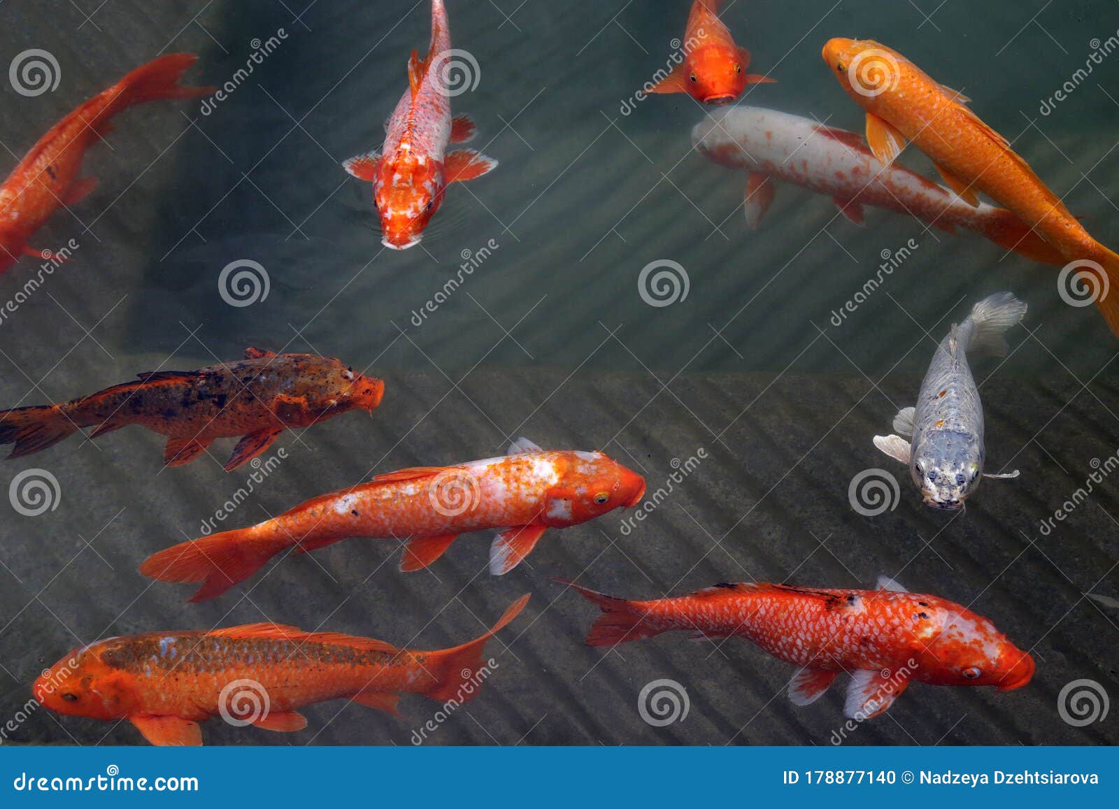 Japanese Carp Koi - a Decorative Form of Domesticated Carp Stock Photo ...