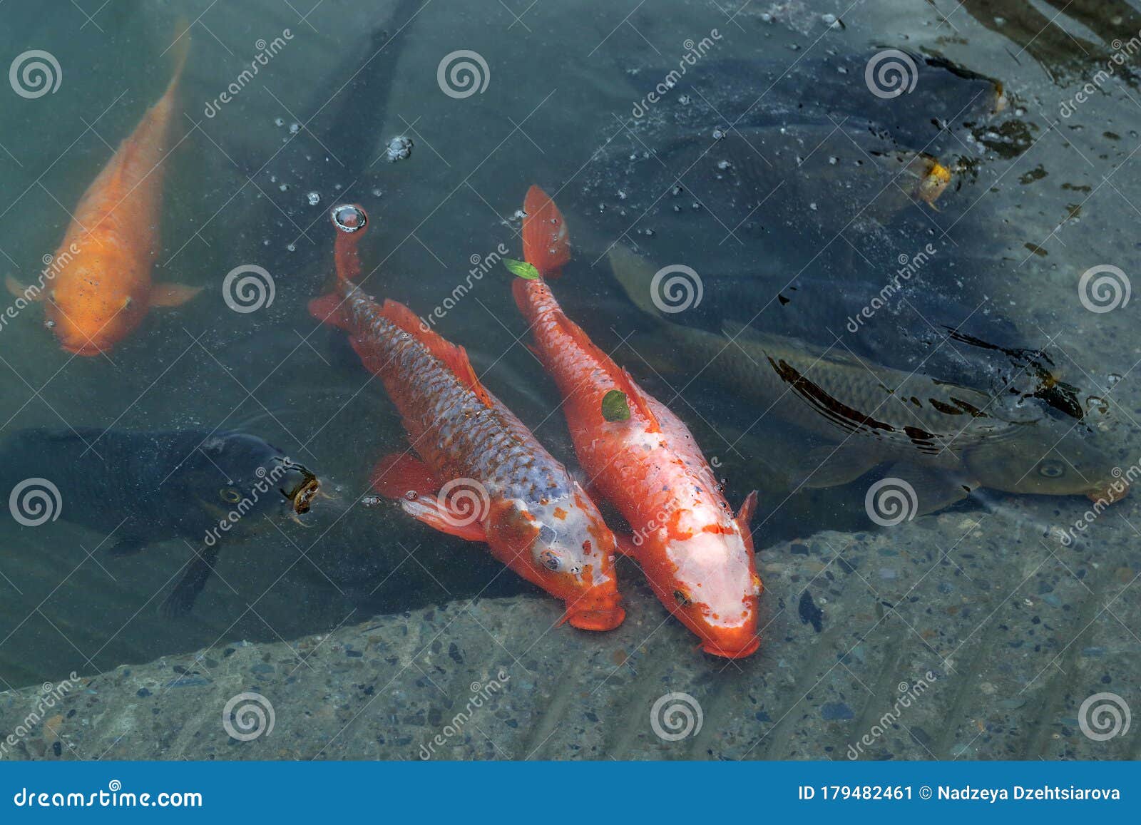 Koi Carp Is A Decorative Species Of Carp Bred From Its Wild Forms ...