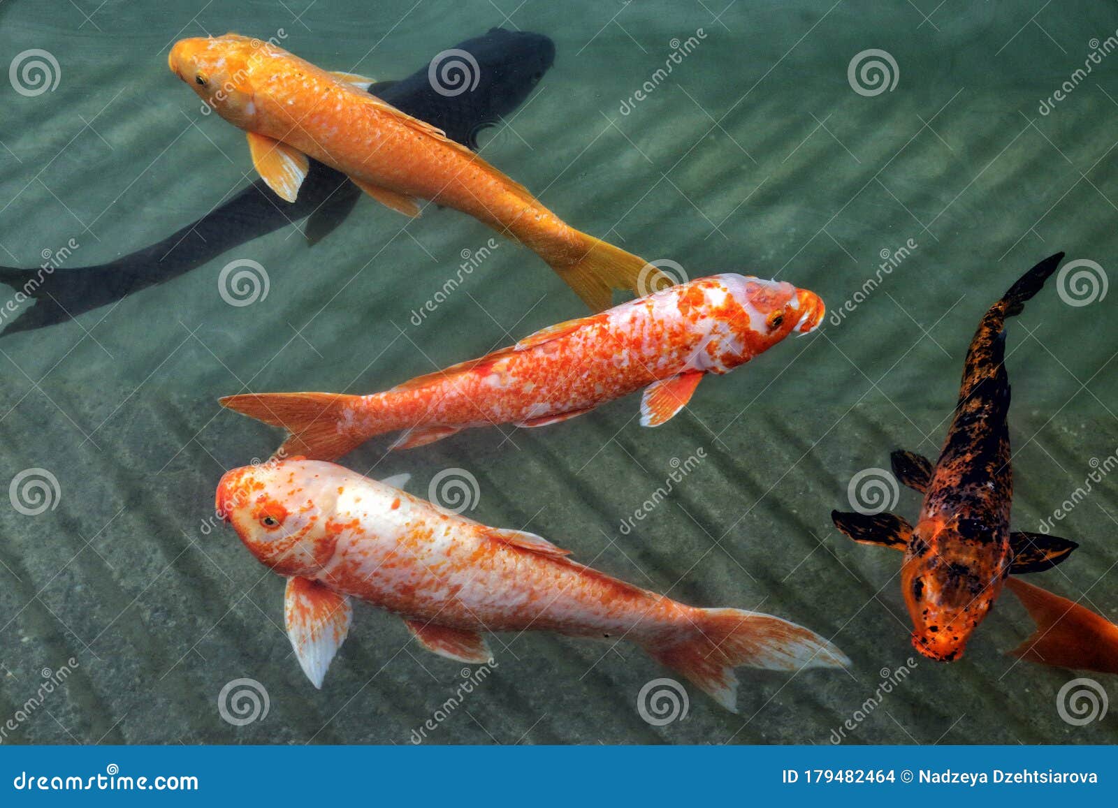 Japanese Carp Koi - a Decorative Stock Photo - Image of water, golden ...