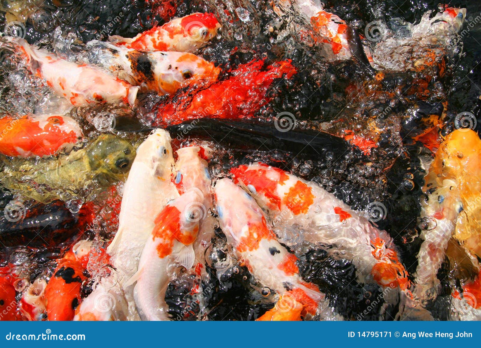 Japanese carp/Koi in pond stock image. Image of japanese - 14795171