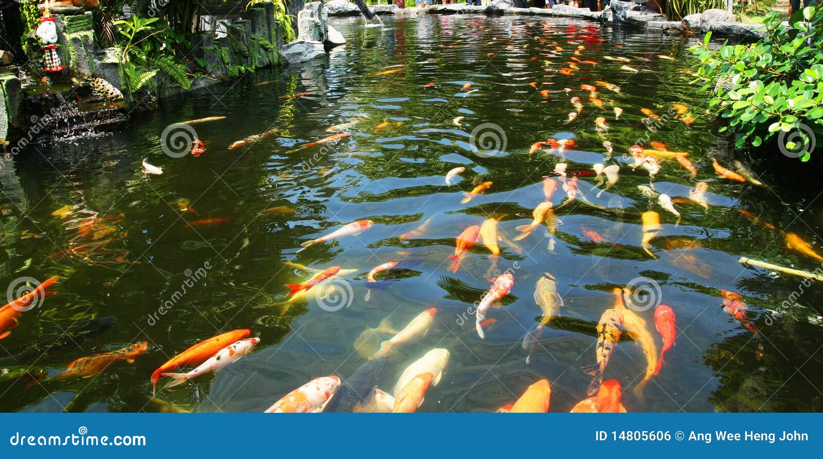 Japanese carp/Koi in pond stock photo. Image of fish - 14805606