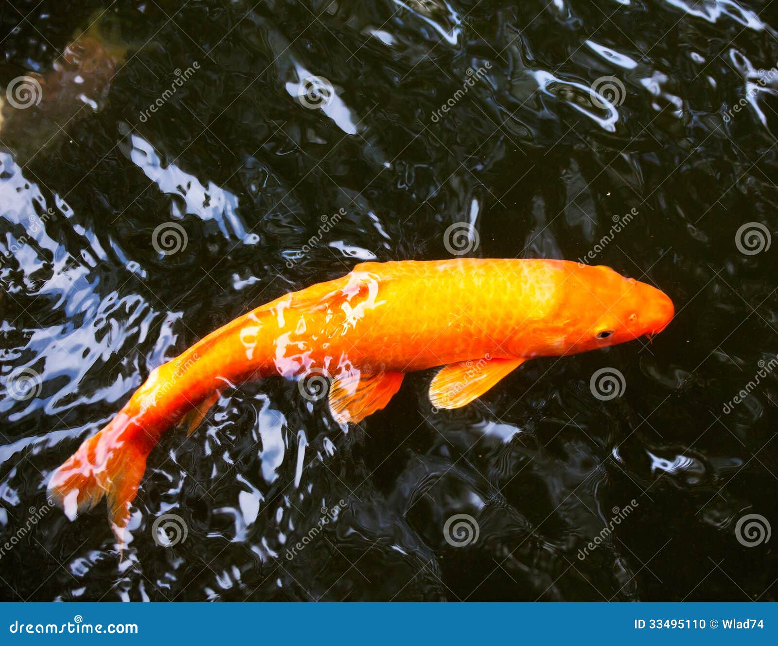 Japanese carp in a pond stock photo. Image of orange - 33495110
